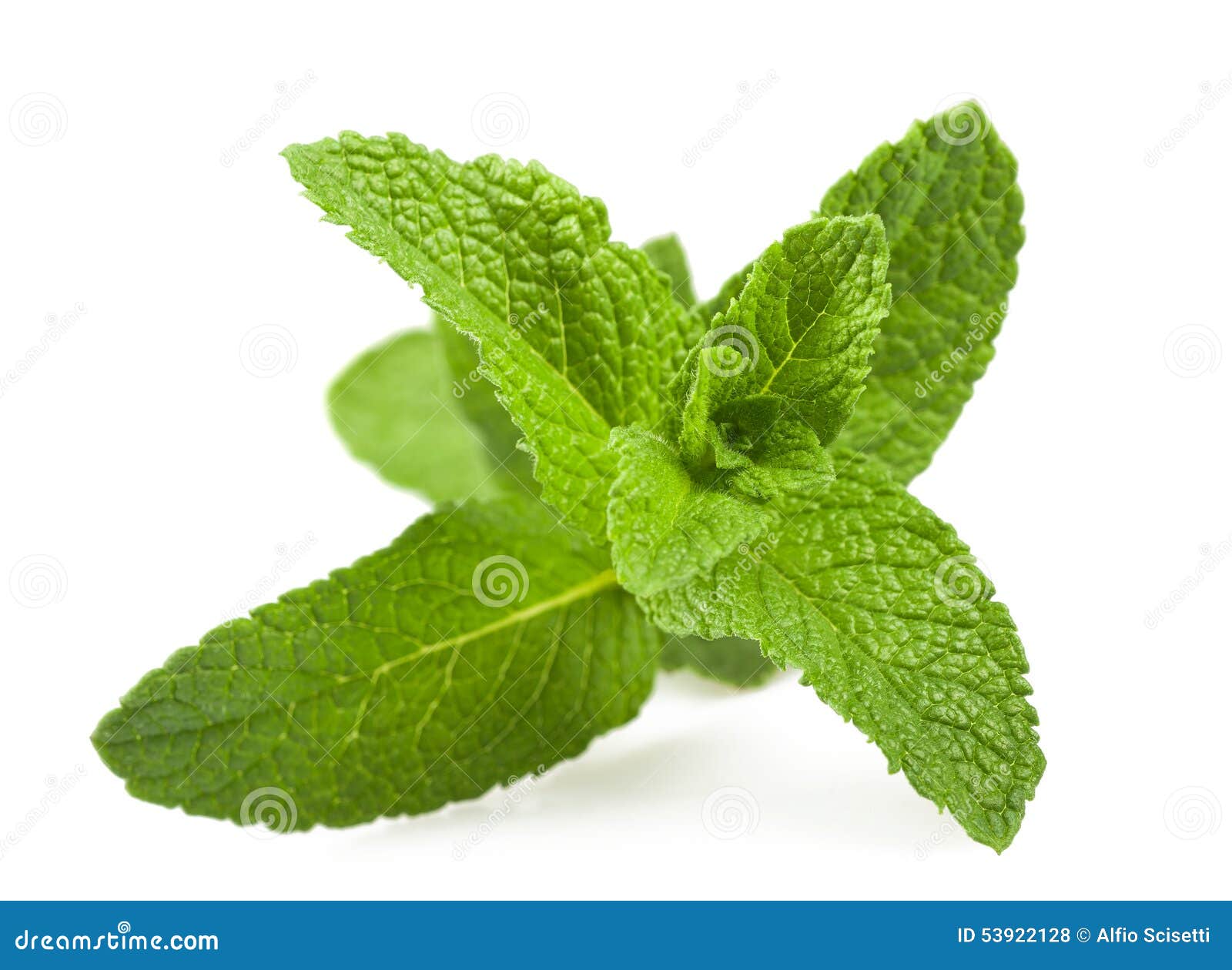Mint stock photo. Image of leaf, food, natural, nature - 53922128