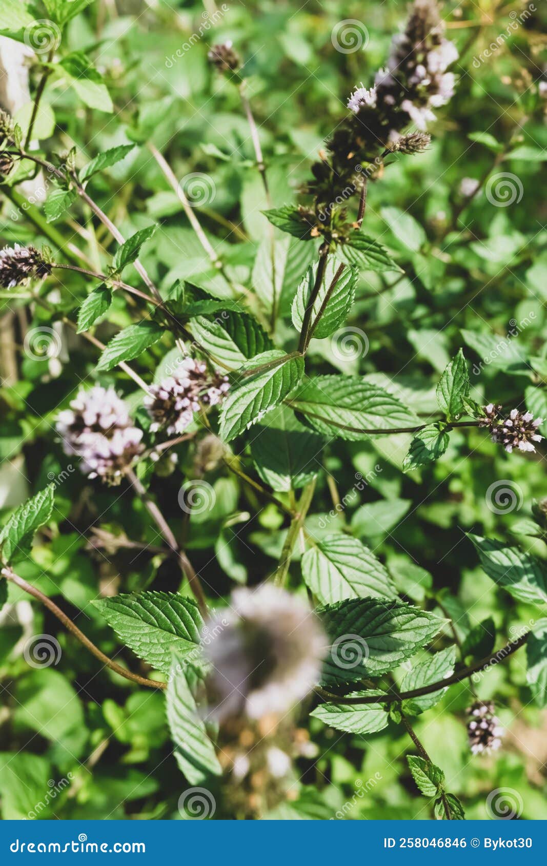 Green Mint in the Garden, Close-up. Stock Photo - Image of closeup ...