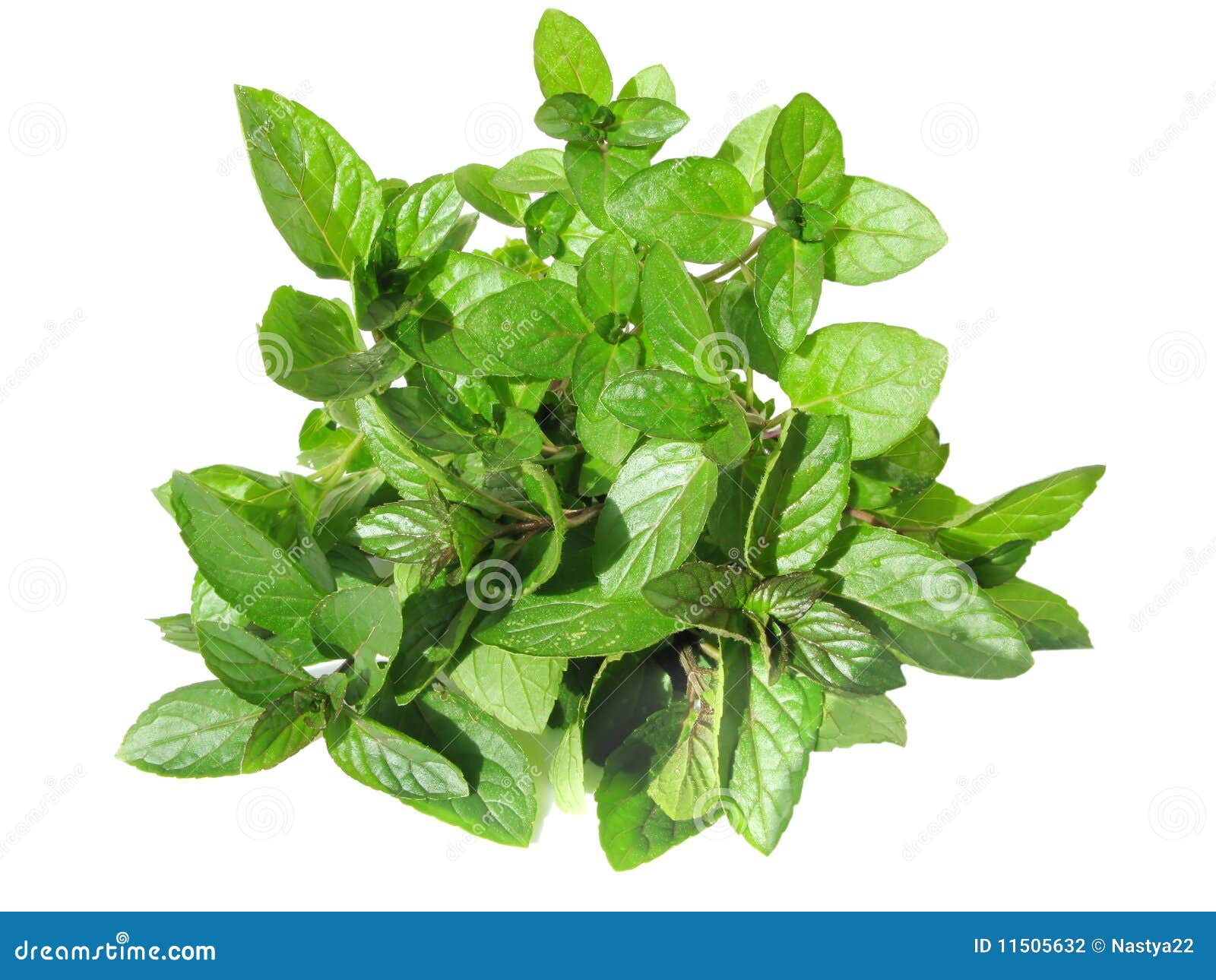 Mint grass stock photo. Image of food, color, leaves - 11505632