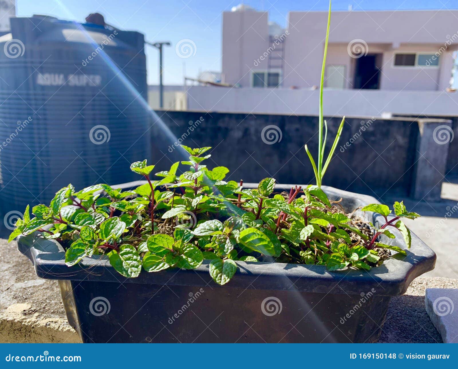Mint grass stock photo. Image of greengrass, mentha - 169150148