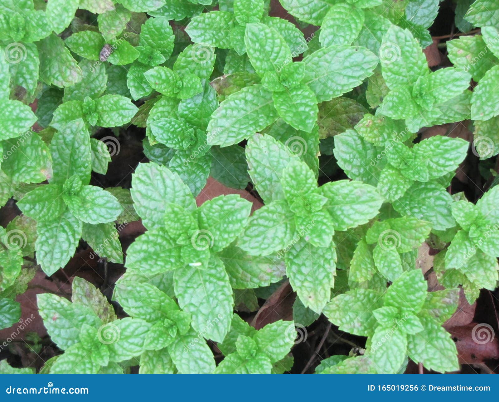 Mint stock photo. Image of green, tomato, vrgetables - 165019256