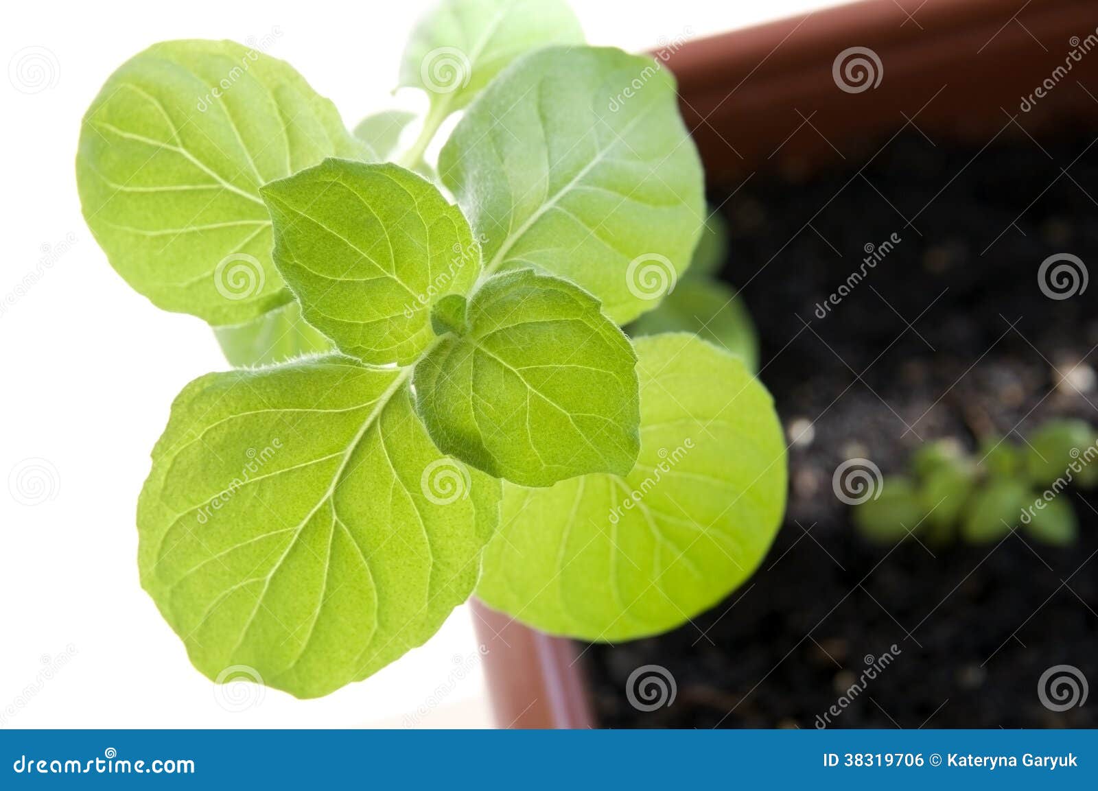 Mint stock photo. Image of greenhouse, ingredient, horticulture - 38319706