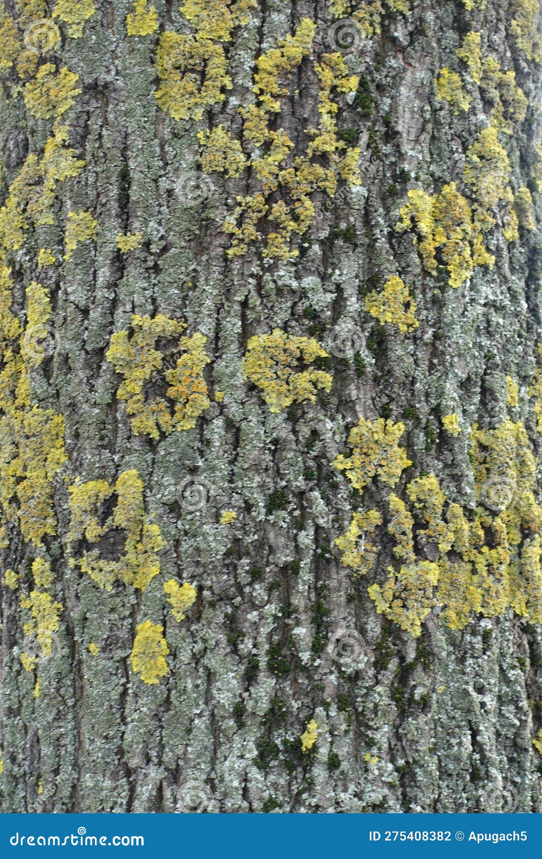 Mint Green and Yellow Lichen on Bark of Norway Maple Stock Photo ...