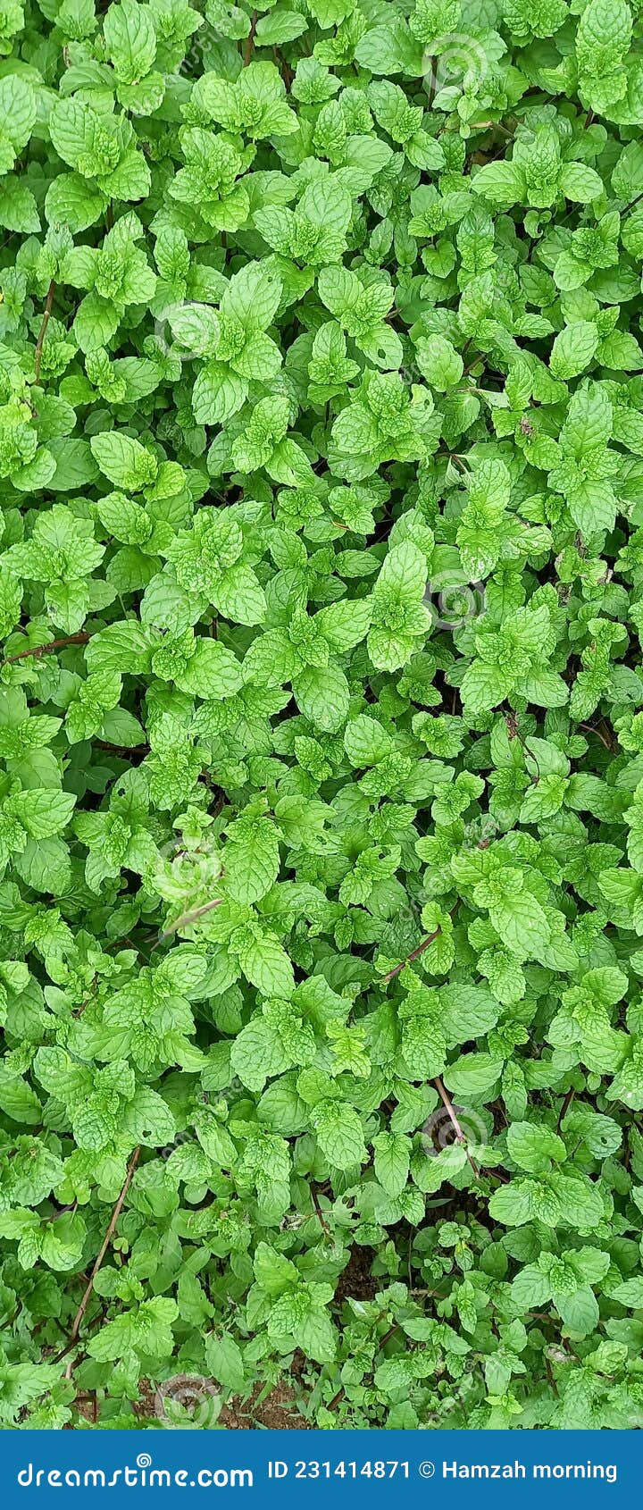 Mint in on the ground stock image. Image of produce - 231414871