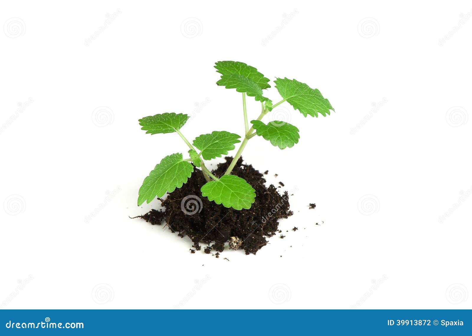 Mint in the ground stock photo. Image of ground, natural - 39913872