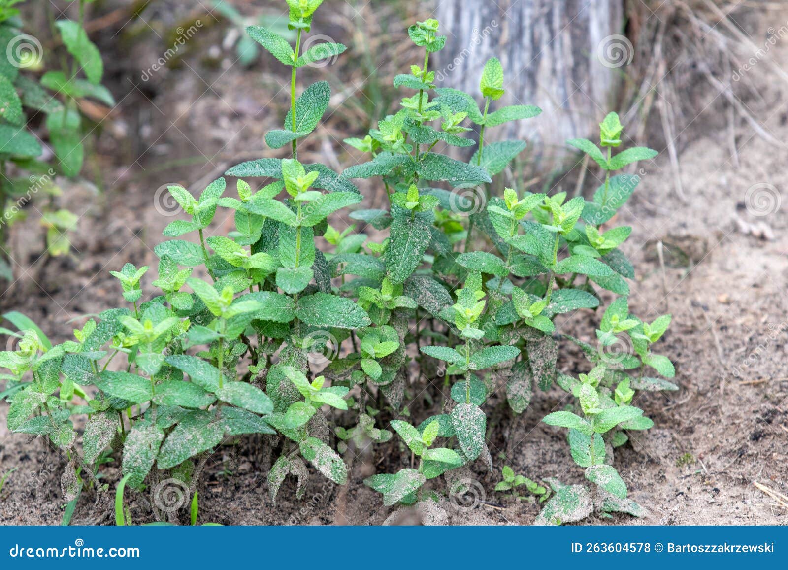 Mint growing in the garden stock photo. Image of nature - 263604578