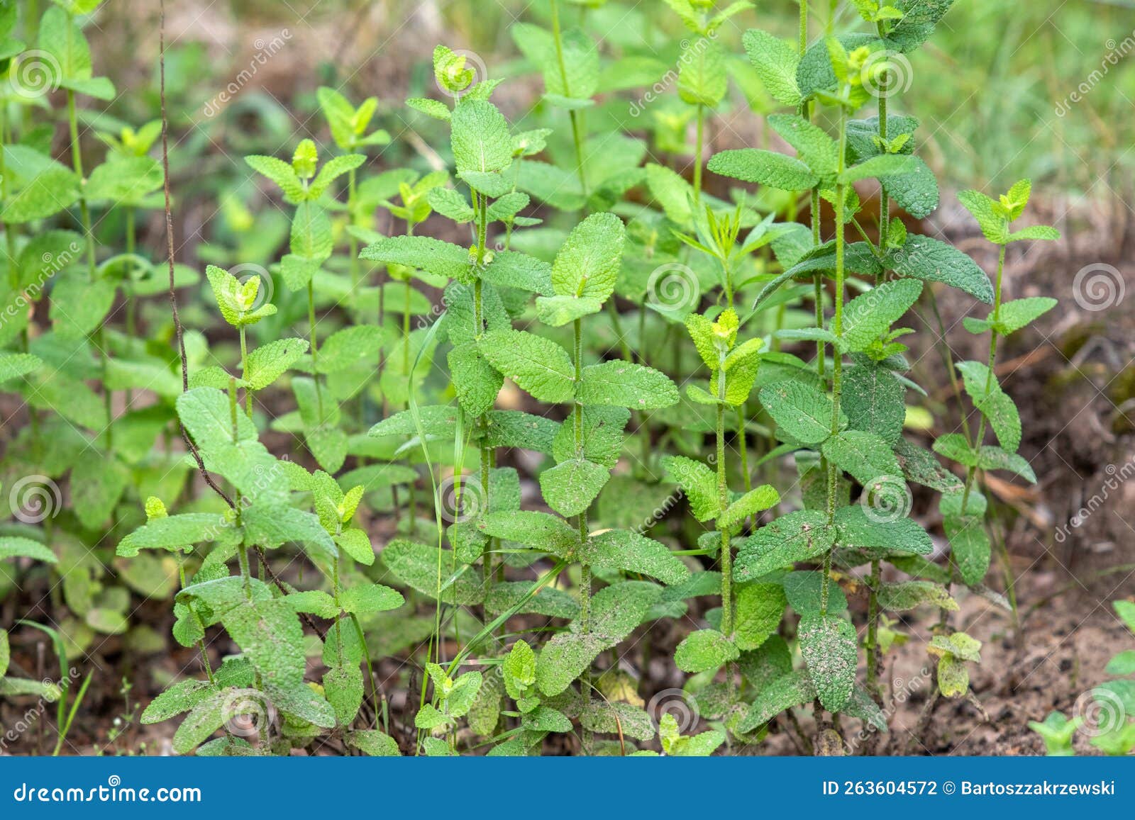Mint growing in the garden stock photo. Image of outdoor - 263604572