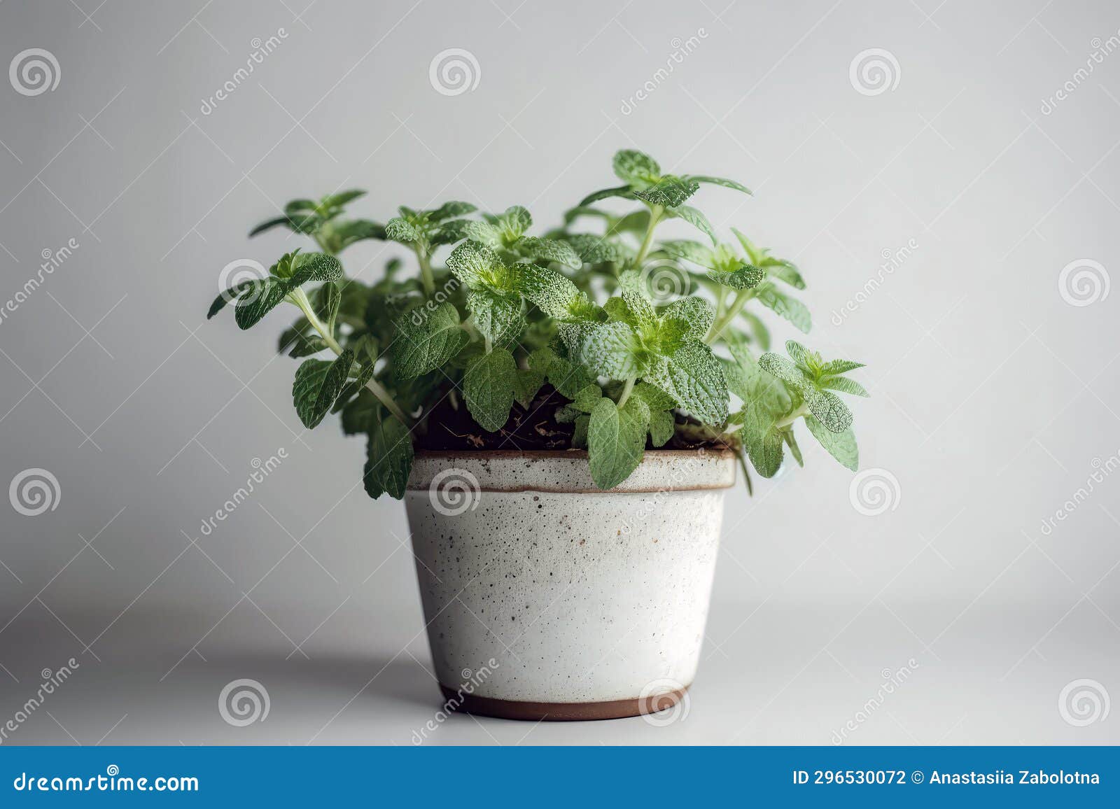 Mint Growing in White Pot on White Background. Generative AI Stock ...