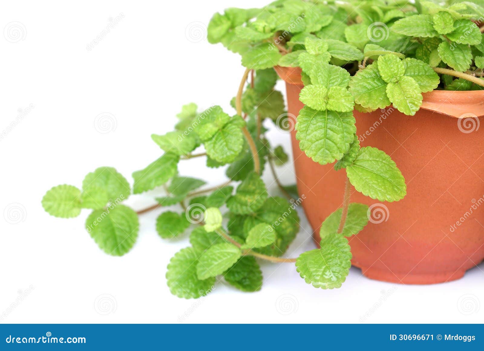 Mint stock image. Image of cultivate, foliage, photosynthesis - 30696671