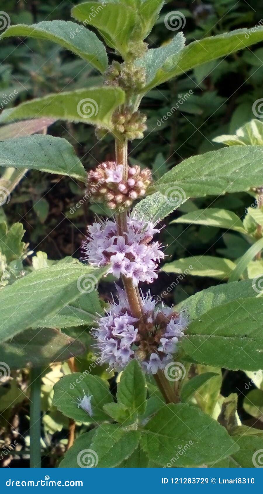 Flowering mint 1 stock image. Image of lilac, mint, acent - 121283729