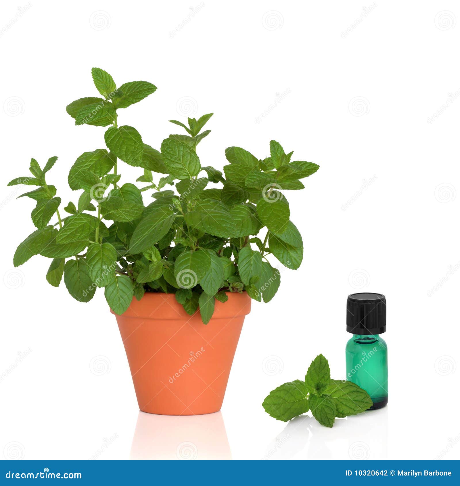 Mint Herb and Essence stock photo. Image of essence, leaf - 10320642