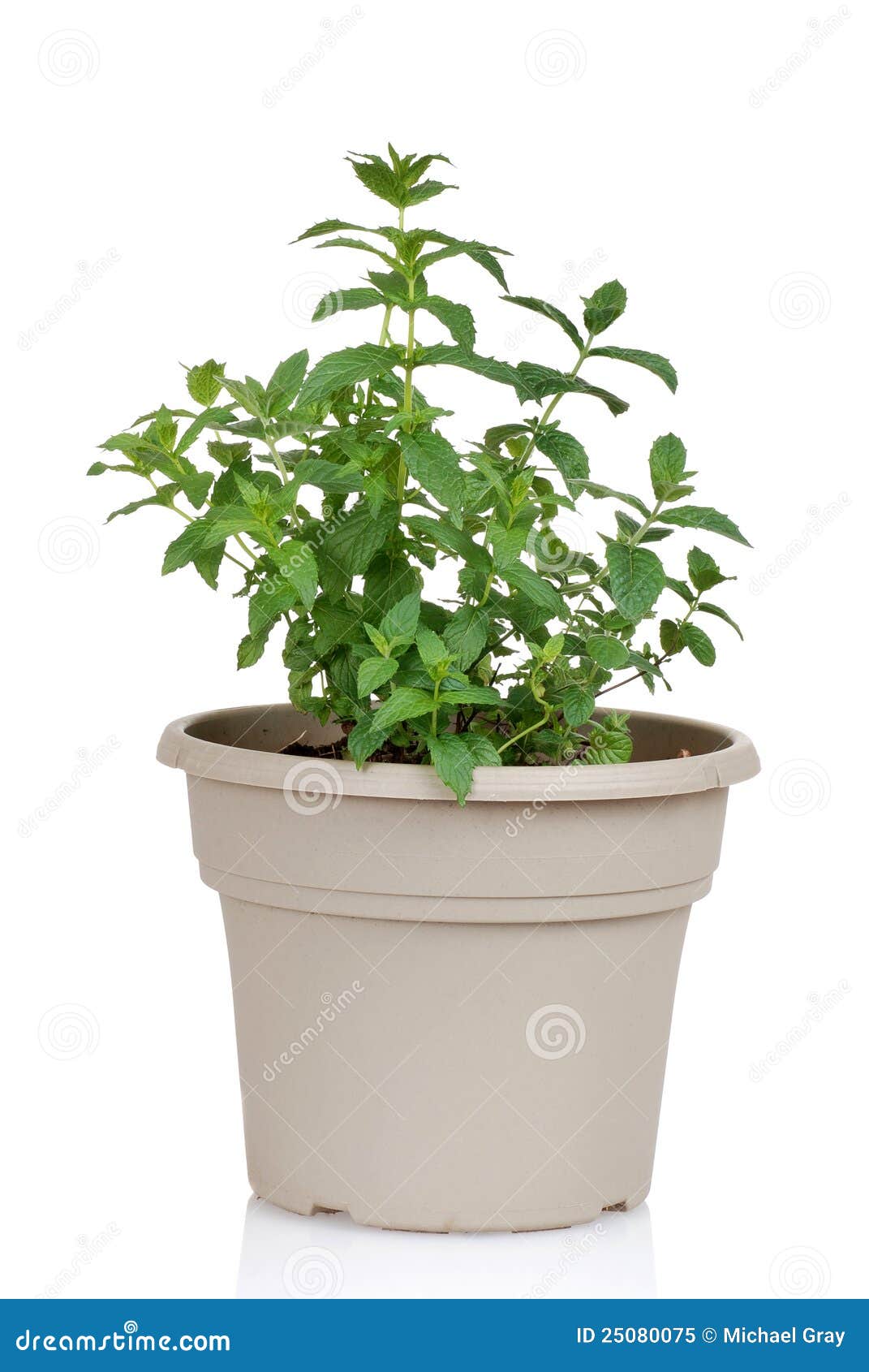 Mint herb in a pot stock image. Image of culinary, growing - 25080075