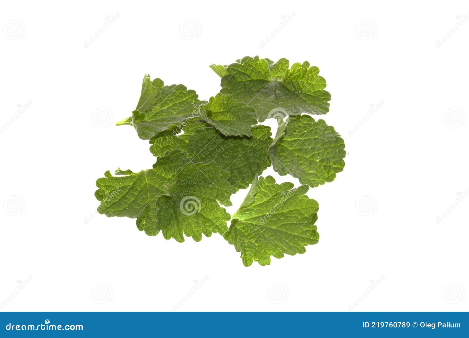 Mint Isolated on White Background Stock Image - Image of healthy ...