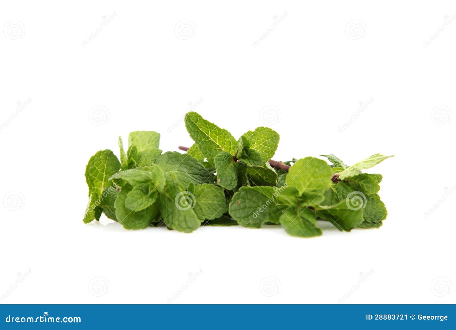 Mint Isolated on White Background Stock Image - Image of homeopathy ...