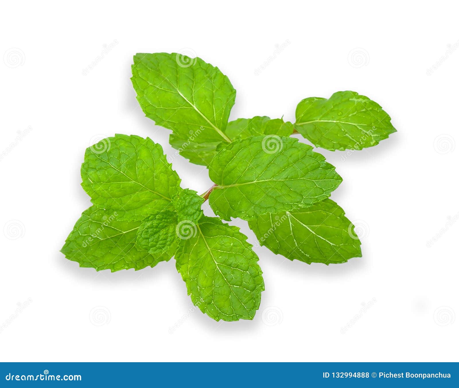 Mint Isolated on White with Clipping Path Stock Photo - Image of white ...