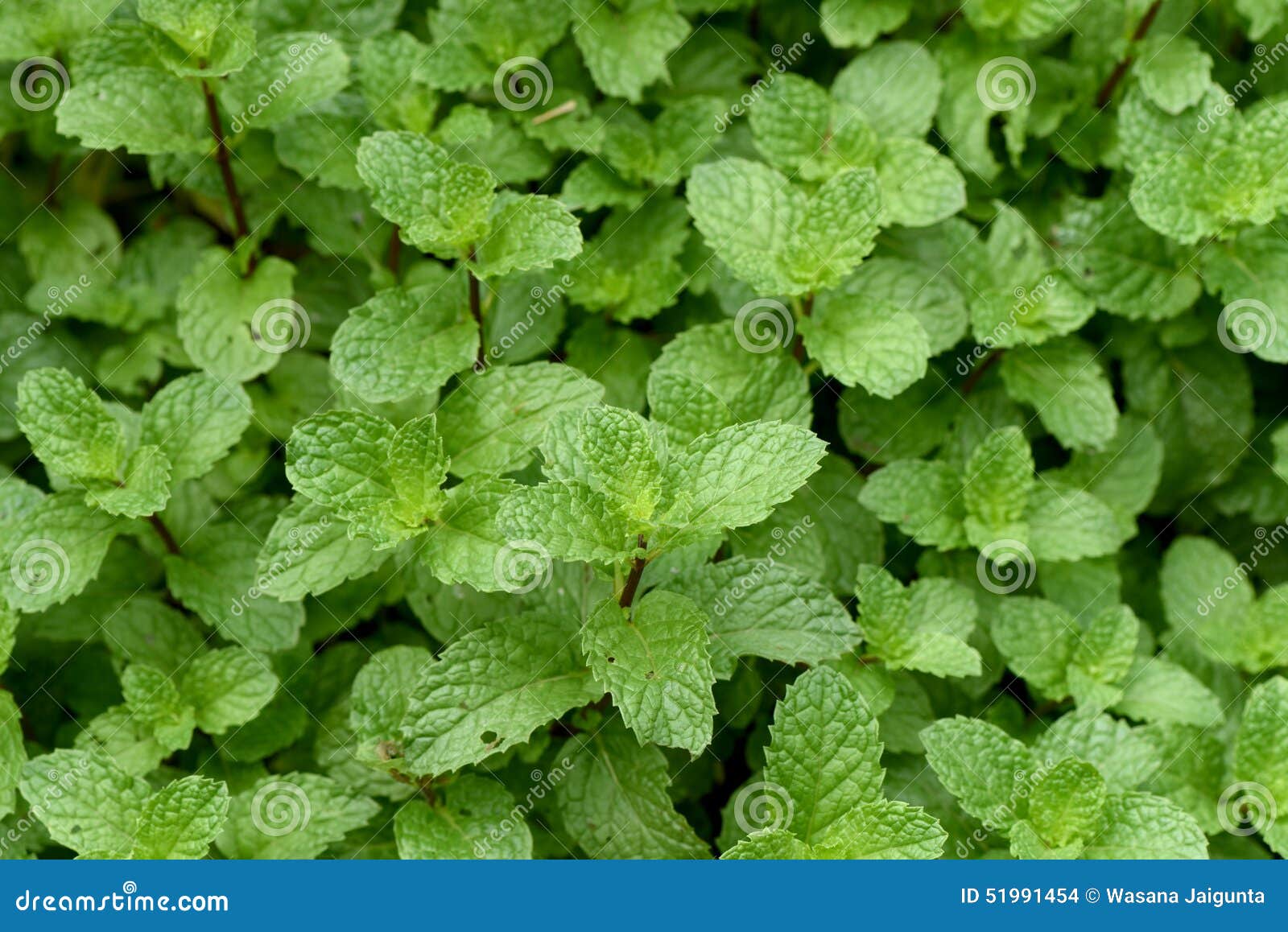 Mint, Kitchen Mint, Marsh Mint Stock Photo - Image of culinary, foliage ...