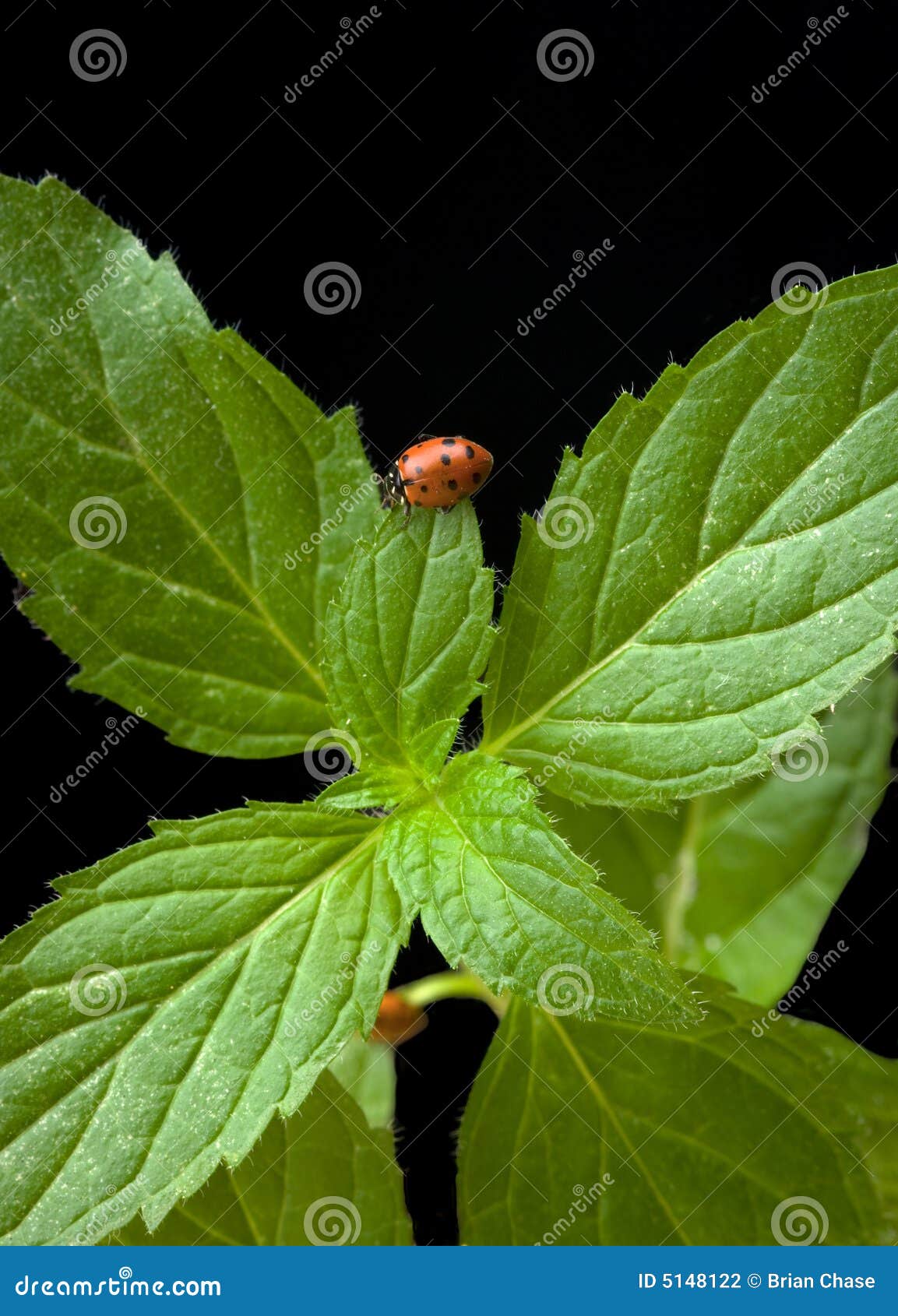 Mint and Lady Bugs stock photo. Image of mint, insect - 5148122