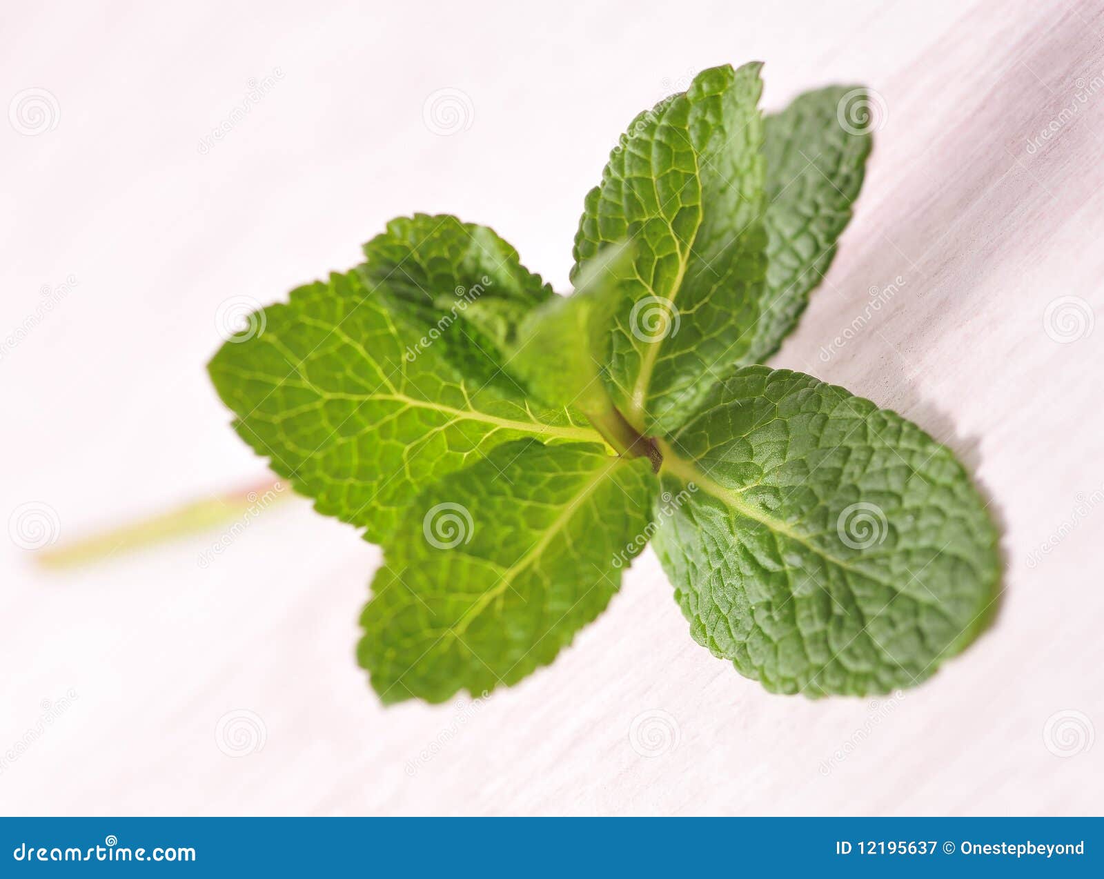 Mint leaf stock image. Image of seasoning, cooking, macro - 12195637
