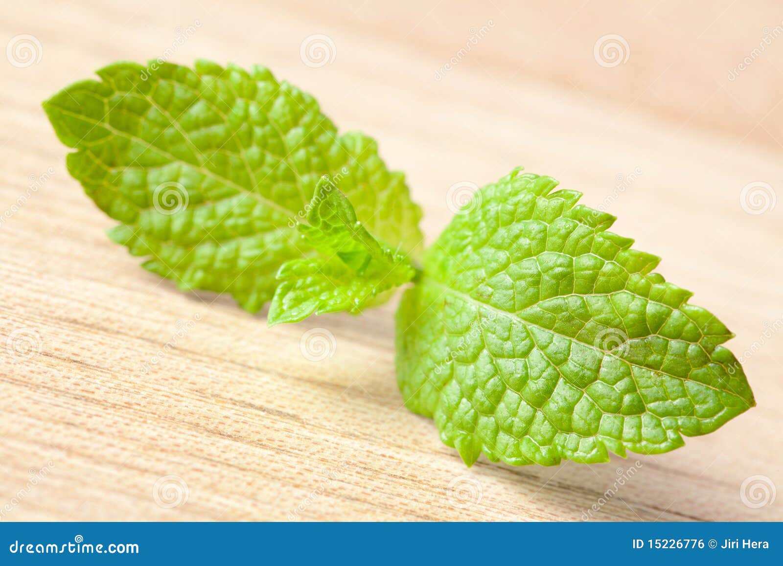 Mint leaf stock photo. Image of mint, leaf, fragrant - 15226776