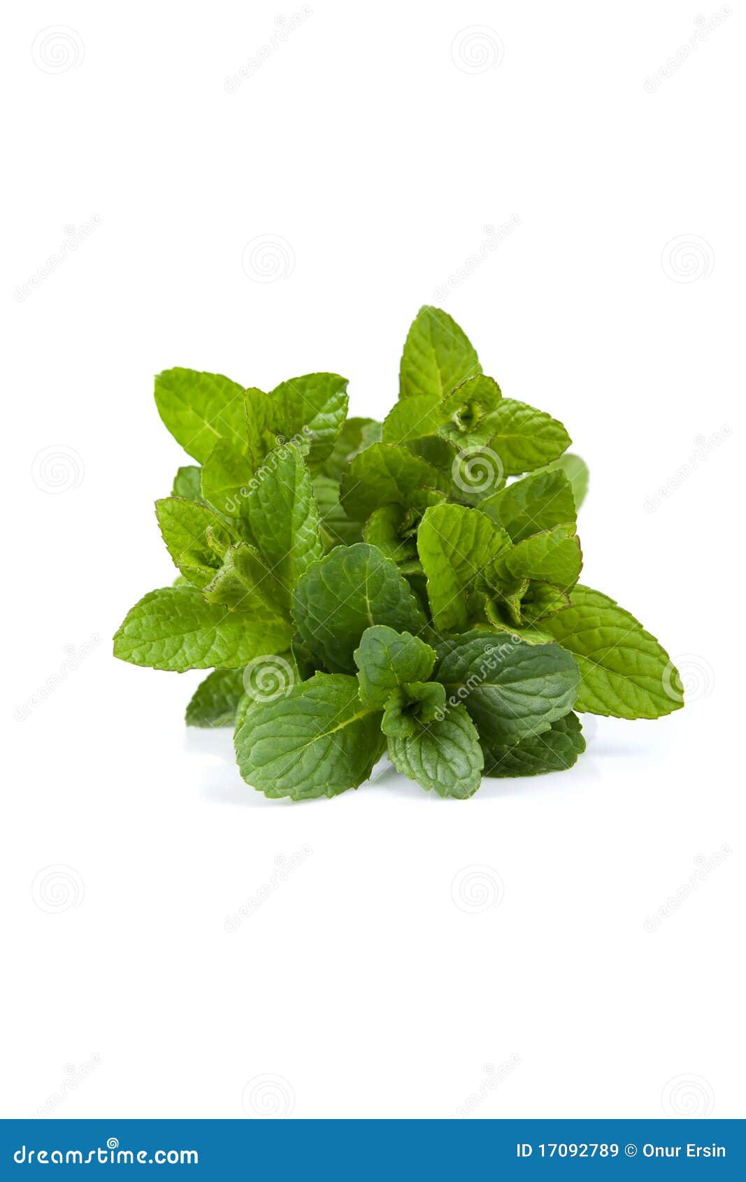 Mint leaf stock image. Image of arrangement, life, herb - 17092789