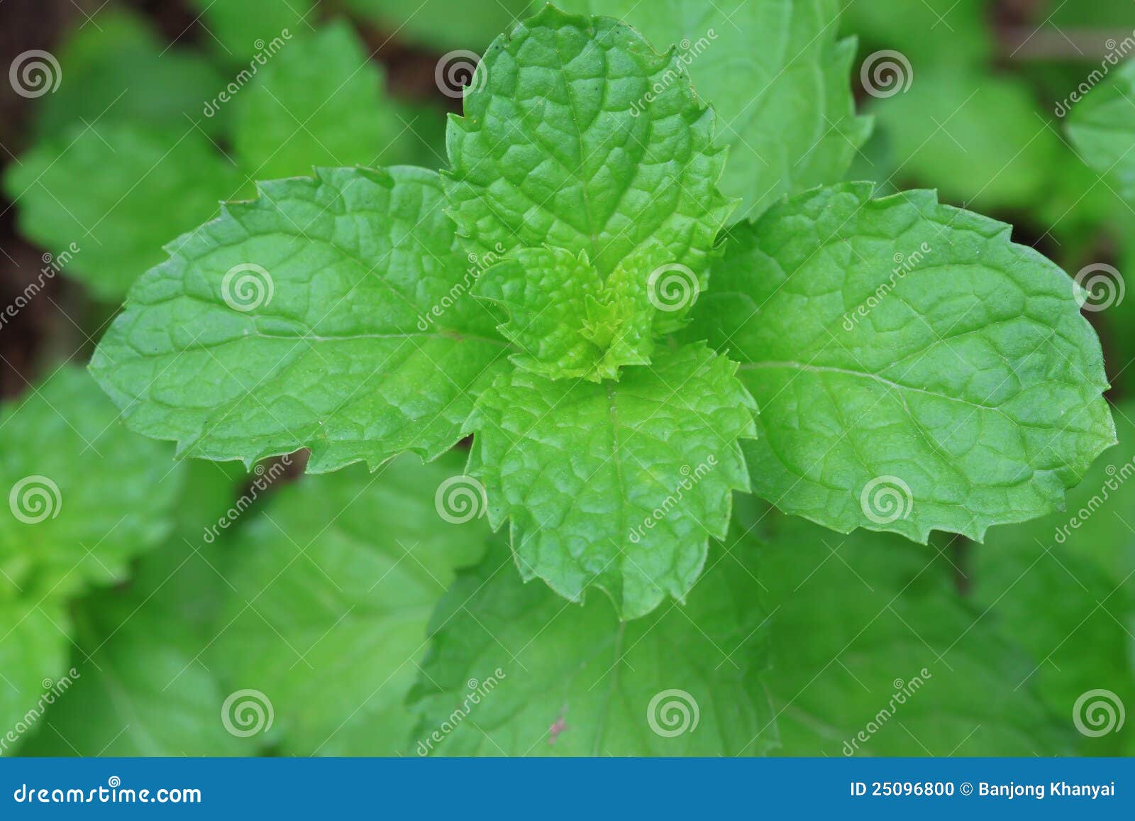 Mint Leaf stock photo. Image of healthy, fresh, herbal - 25096800