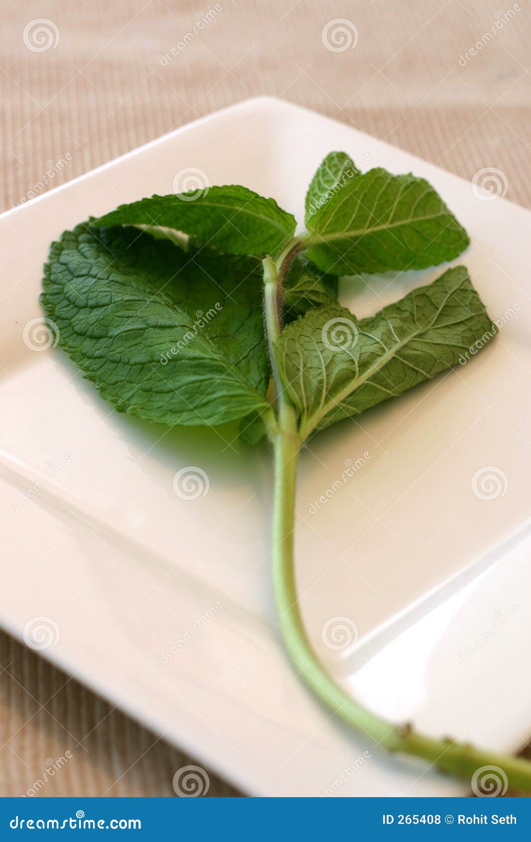 Mint Leaf stock photo. Image of chef, herb, cuisine, continental - 265408