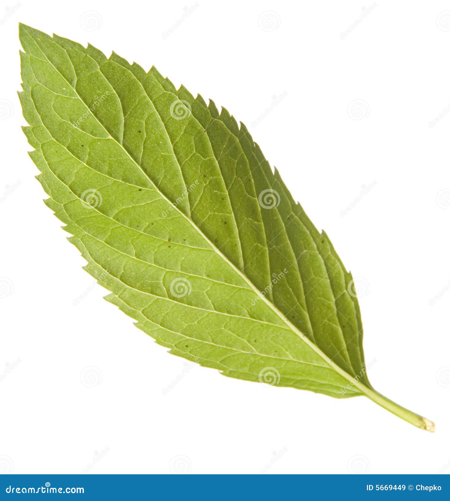 Mint leaf stock image. Image of leaf, plant, healthy, mint - 5669449