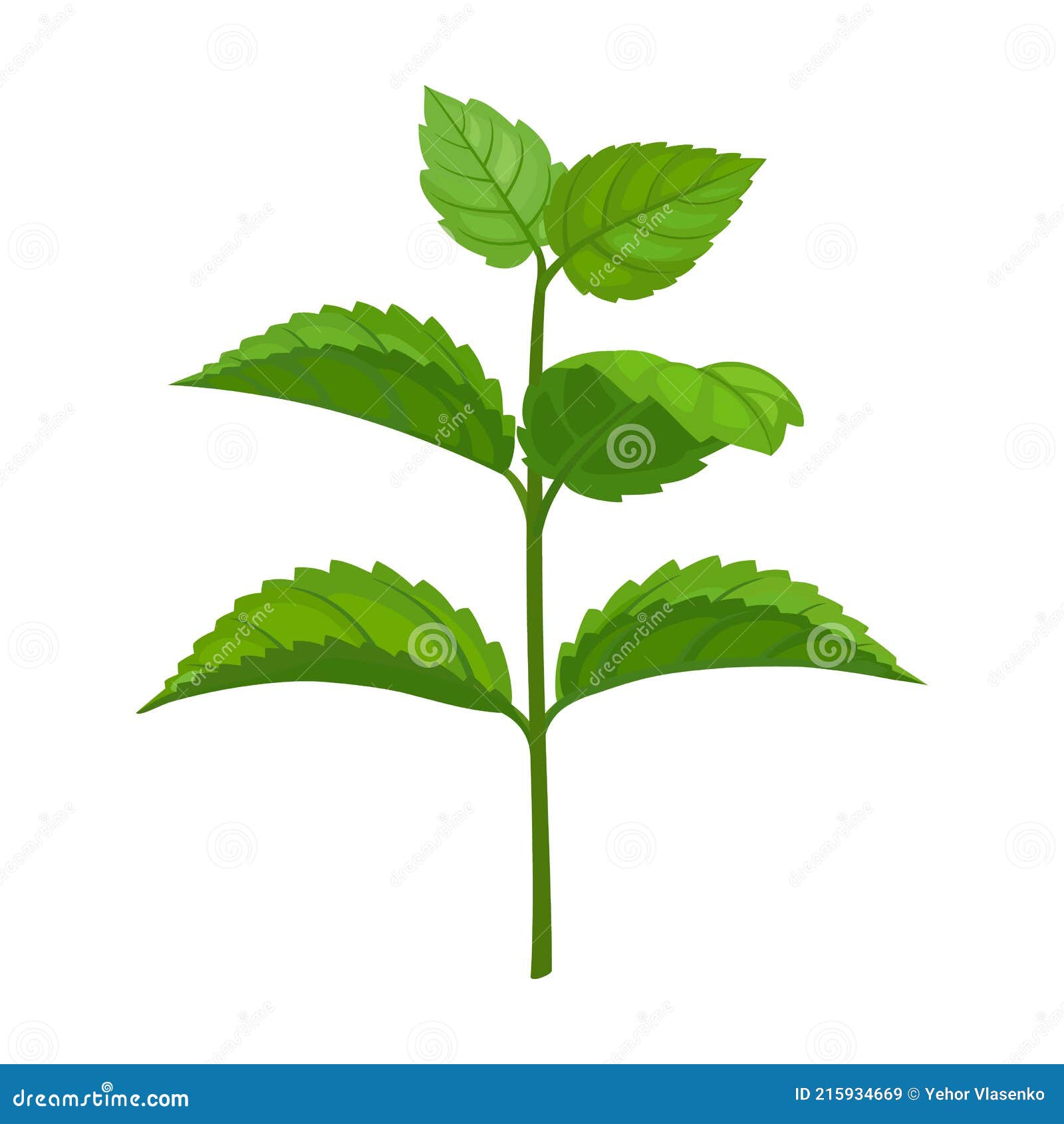 Mint Leaf Cartoon Vector Icon.Cartoon Vector Illustration Fresh ...