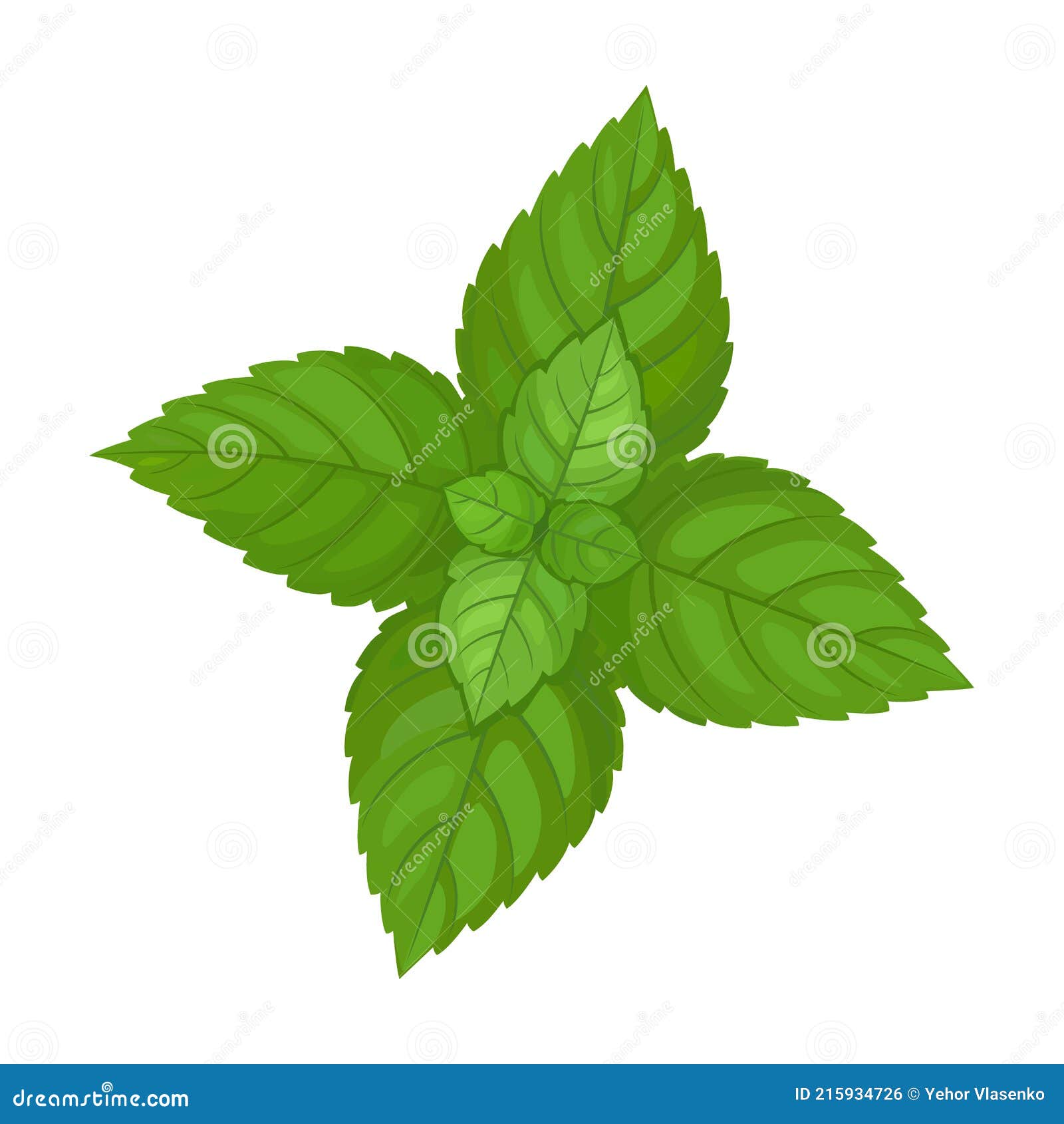 Mint Leaf Cartoon Vector Icon.Cartoon Vector Illustration Fresh ...