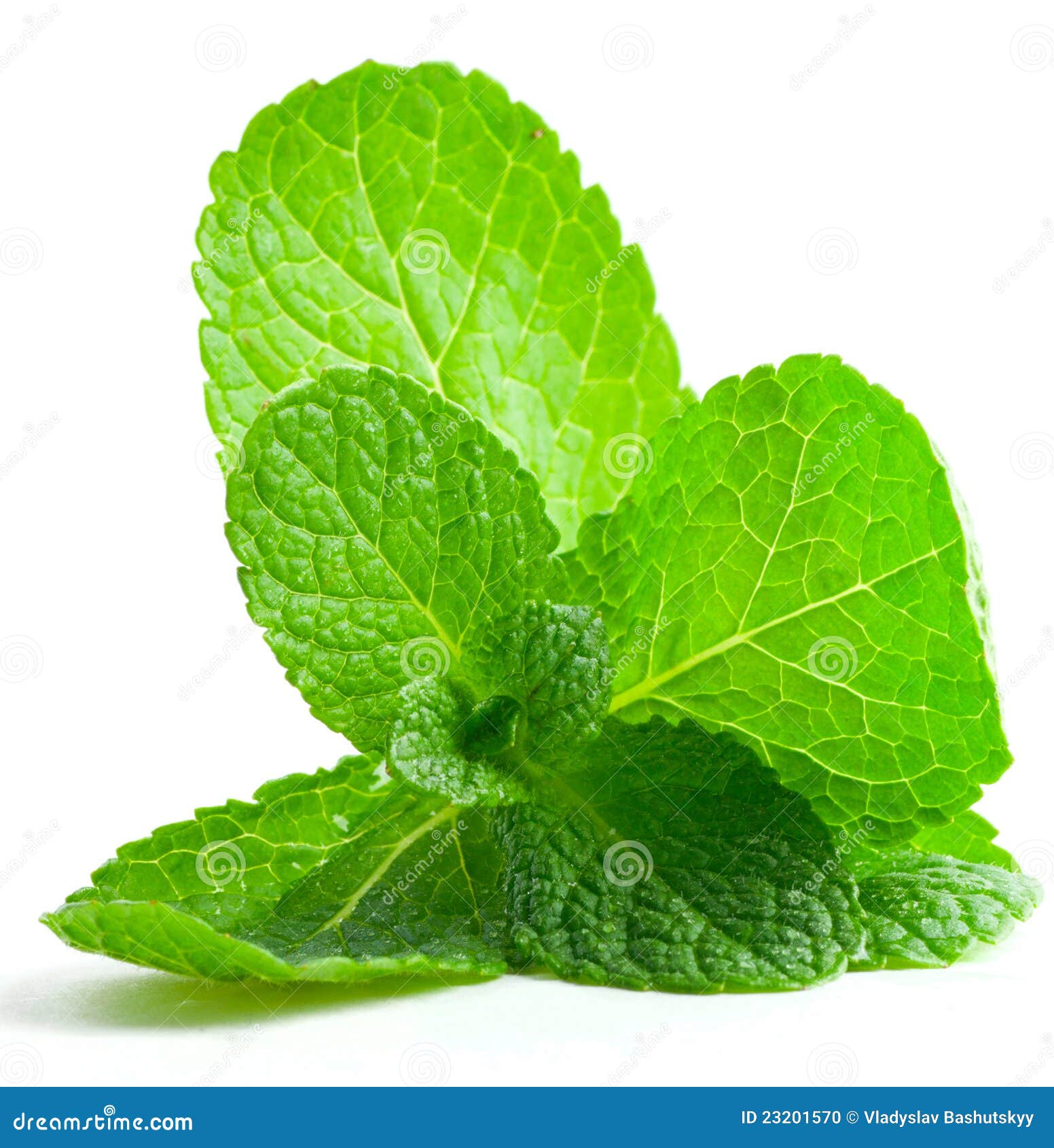 Mint leaf close up stock photo. Image of cook, fresh - 23201570