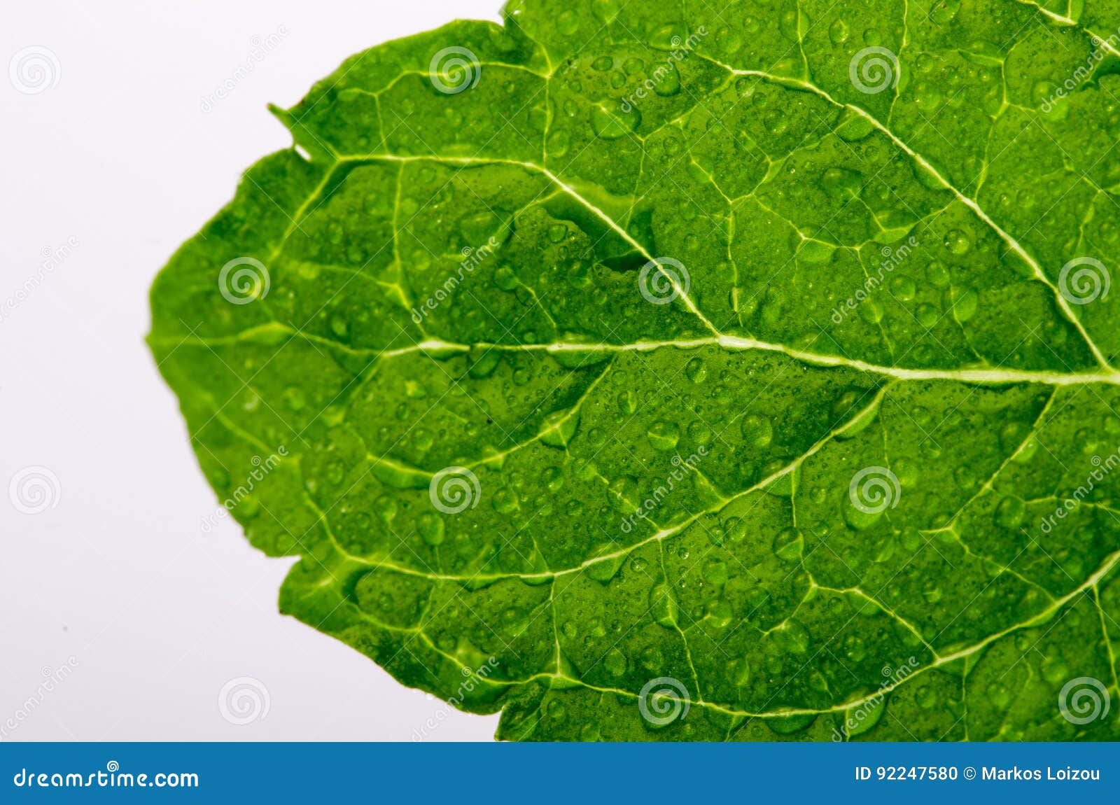 Mint Leaf with Dew drops stock photo. Image of water - 92247580