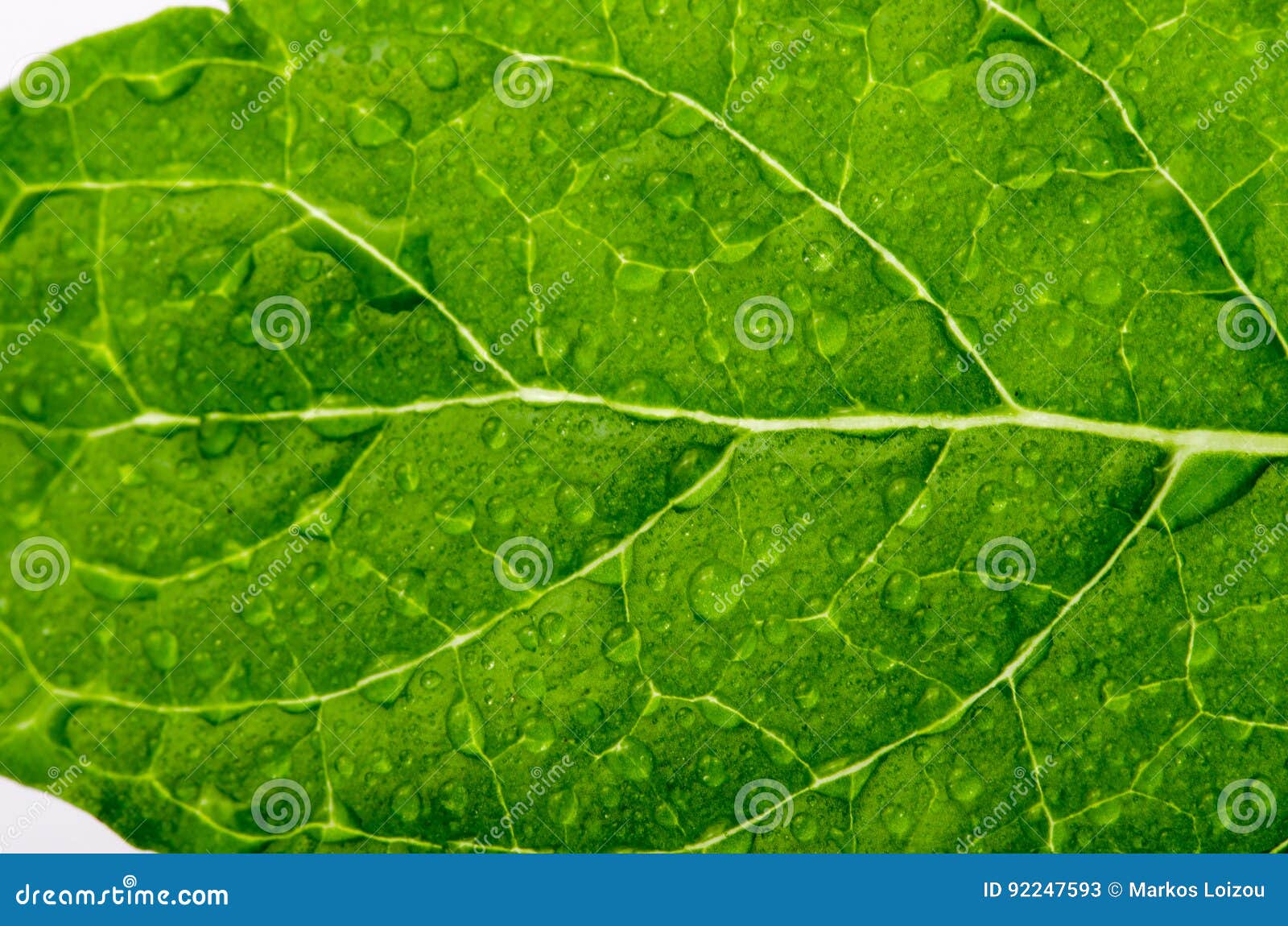 Mint Leaf with Dew drops stock image. Image of macro - 92247593