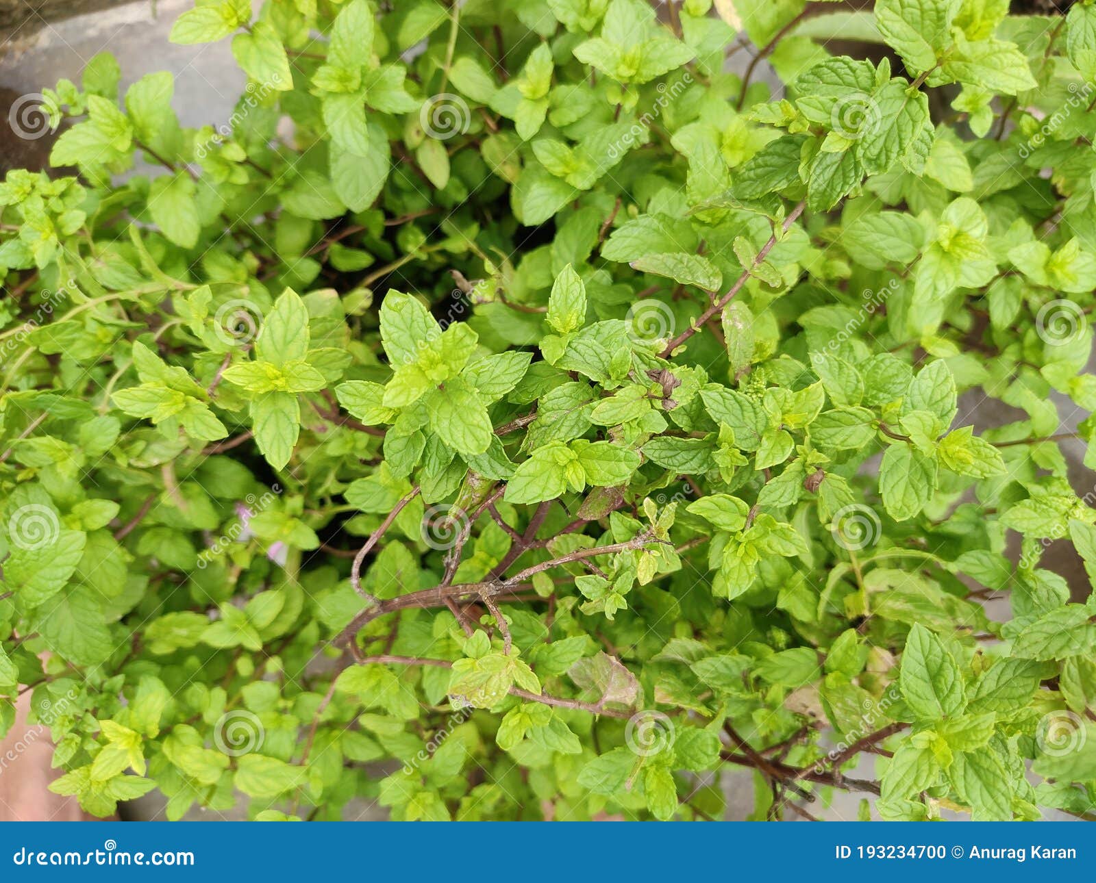Mint Leaf Green Plant Close Up Mint Tree Leaf Stock Photo - Image of ...