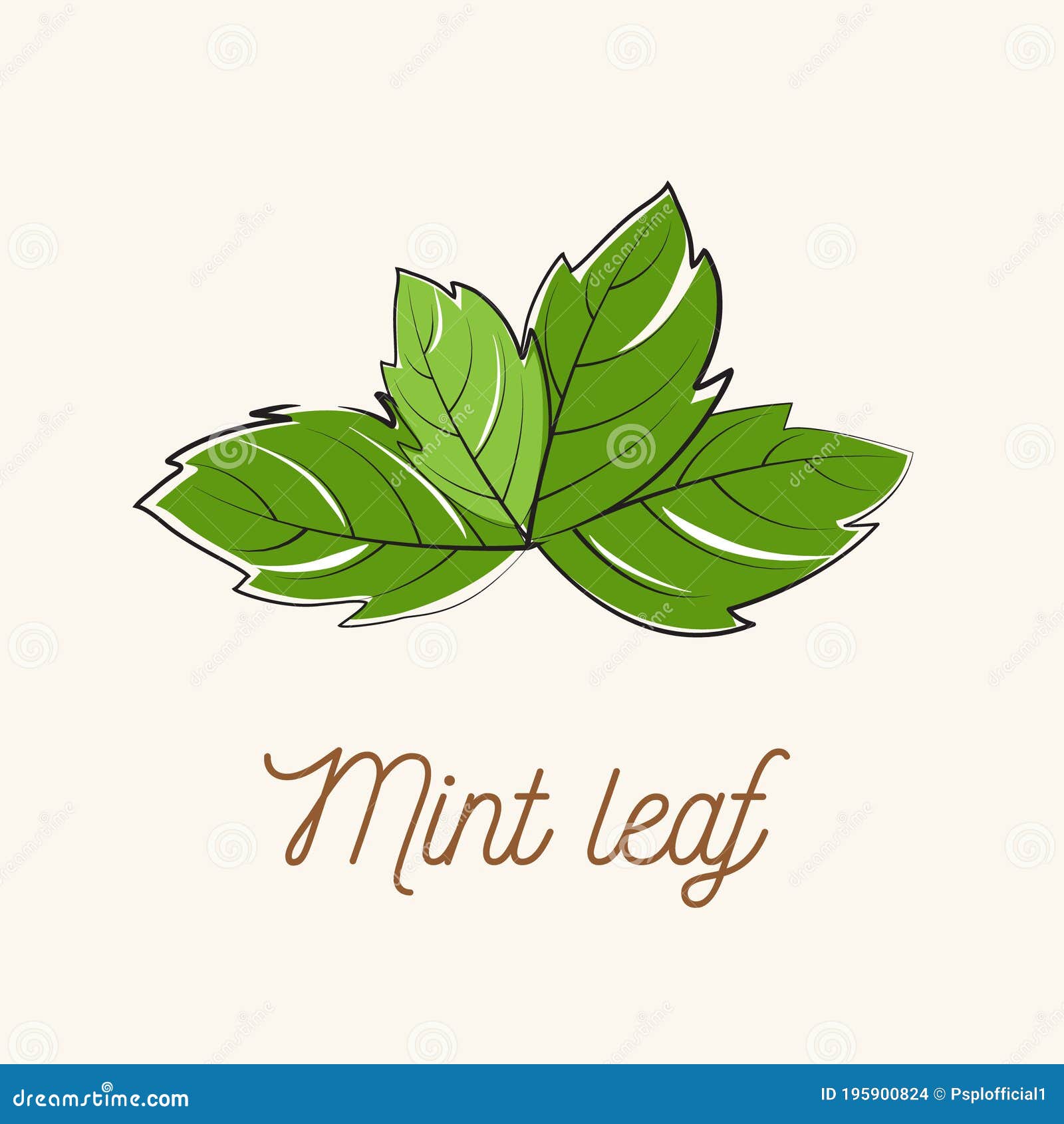 Mint Leaf Ingredients Object Design Vector Hand Drawn Objects Stock ...