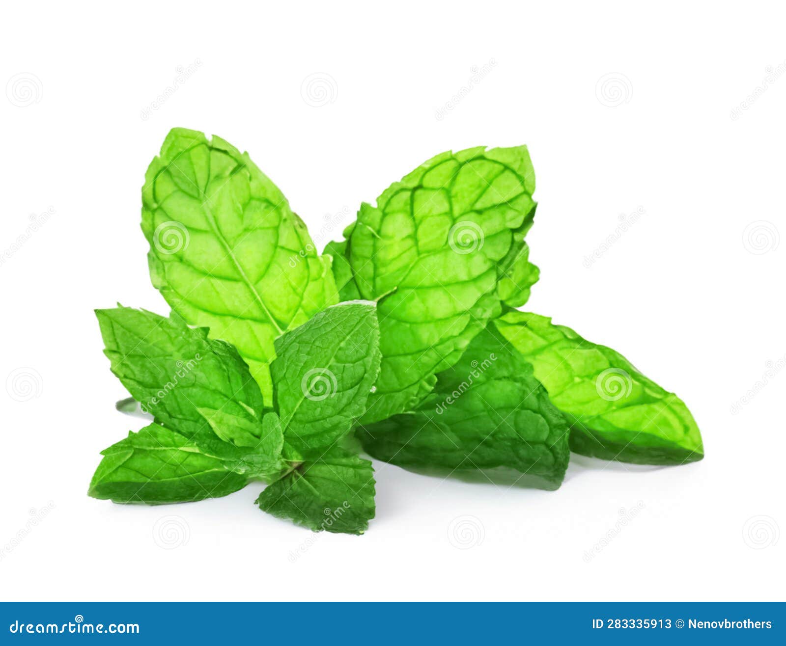 Mint Leaf Isolated. Fresh Mint on White Stock Image - Image of minty ...