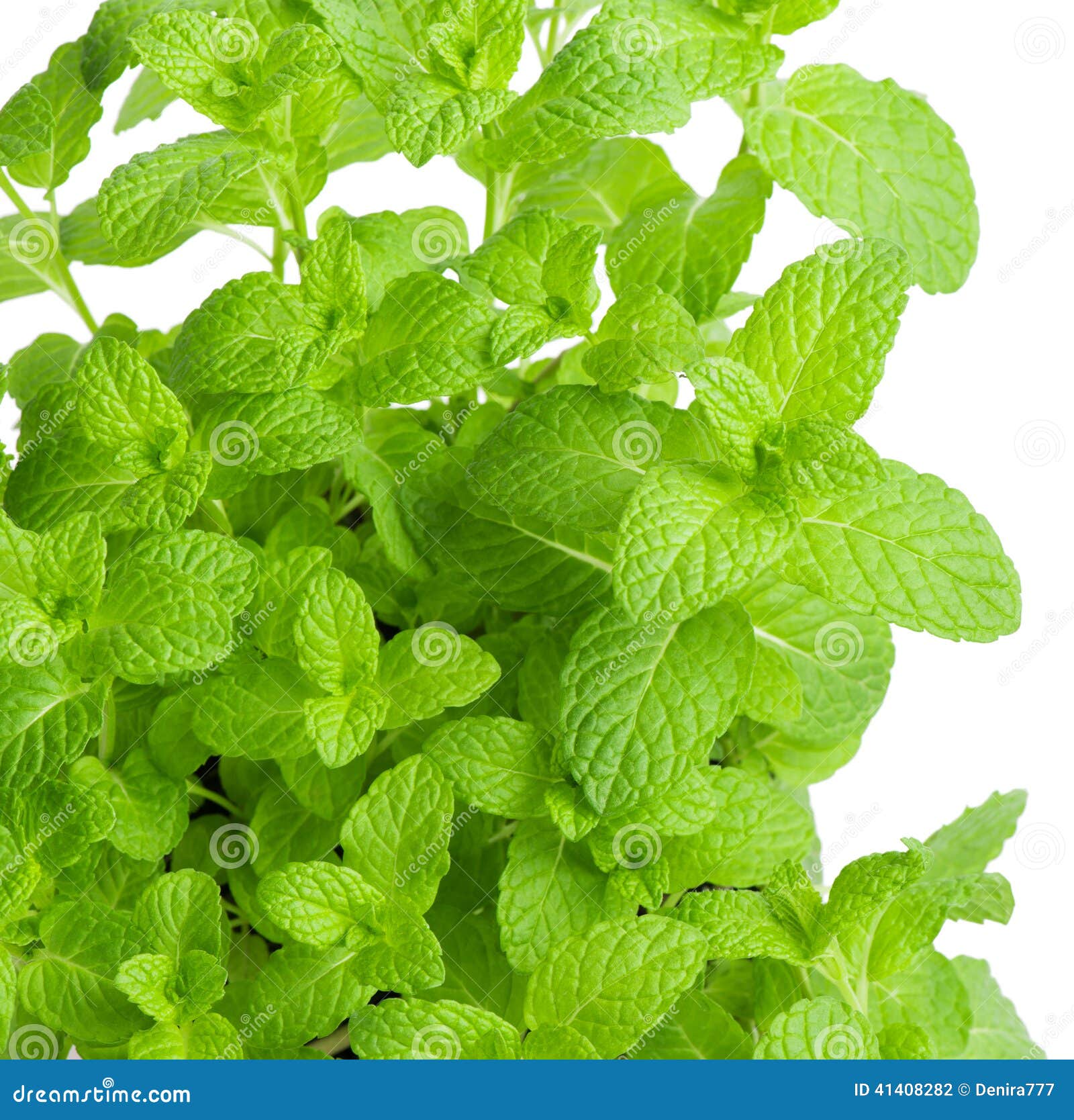 Mint leaf stock photo. Image of mint, herb, studio, growth - 41408282