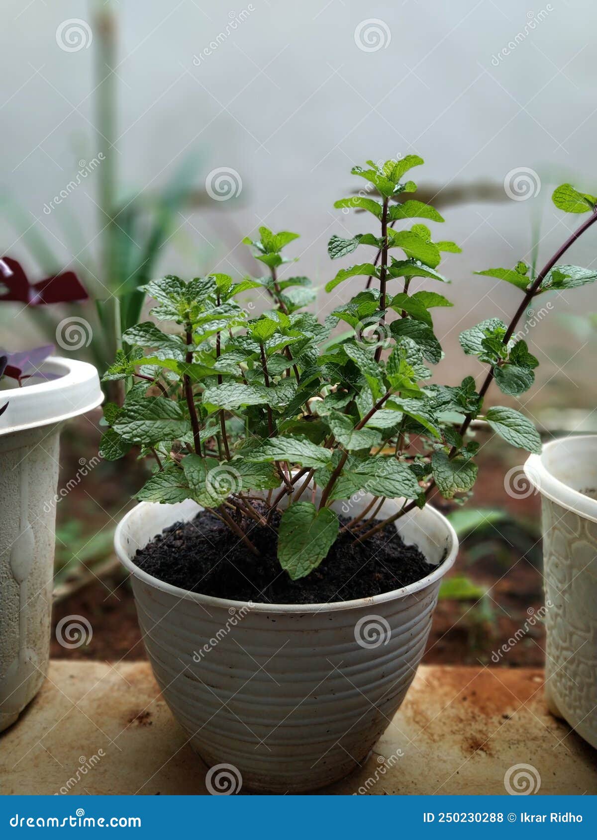 Mint leaf on the pot stock photo. Image of yard, mint - 250230288