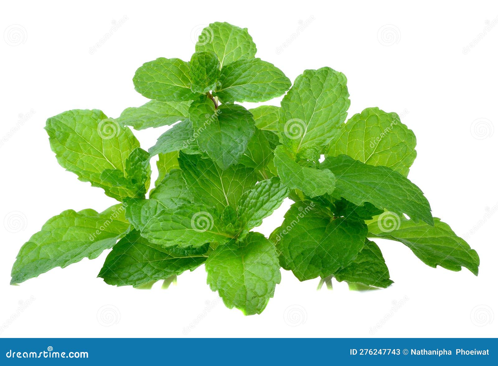 Mintleaf on the White Groundback Stock Image - Image of menthol ...