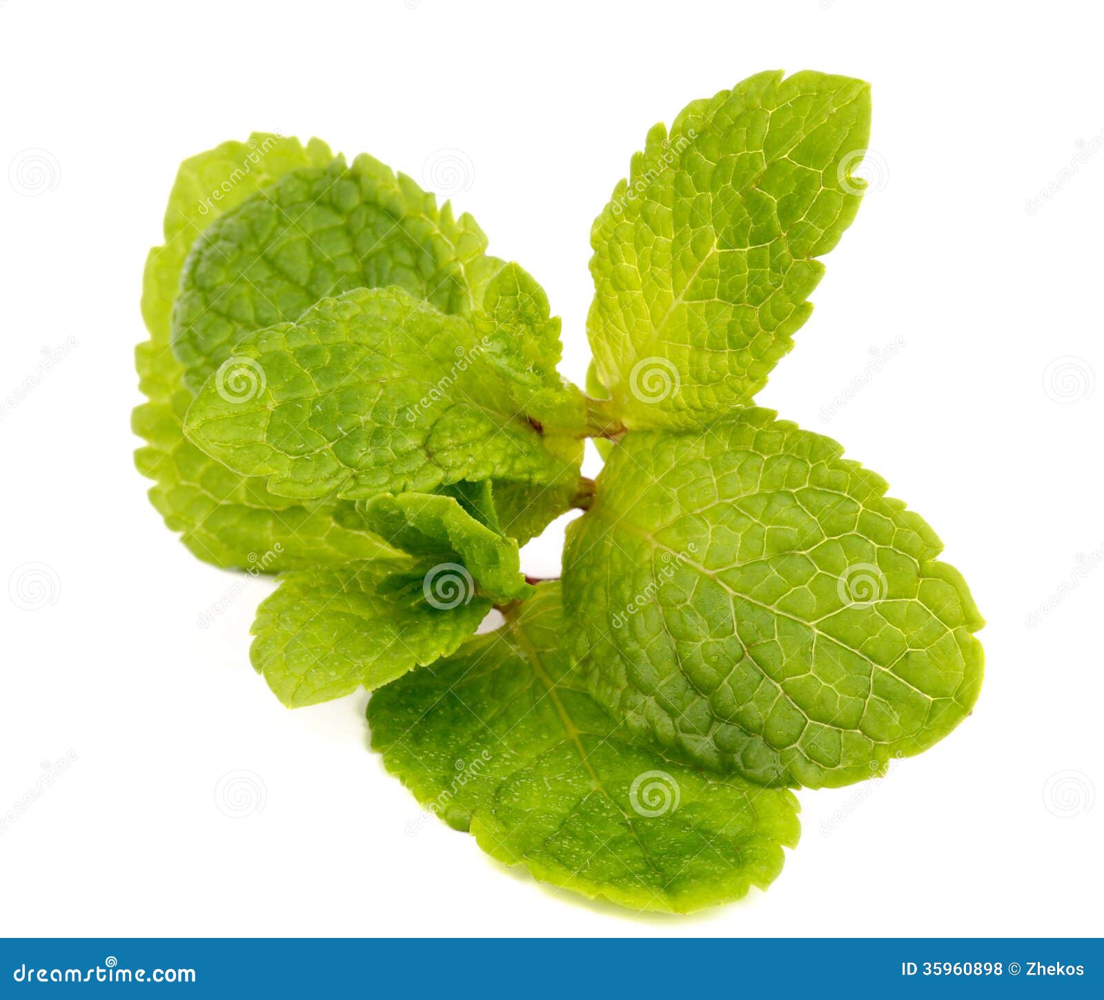 Mint Leafs stock photo. Image of herb, leaf, peppermint - 35960898