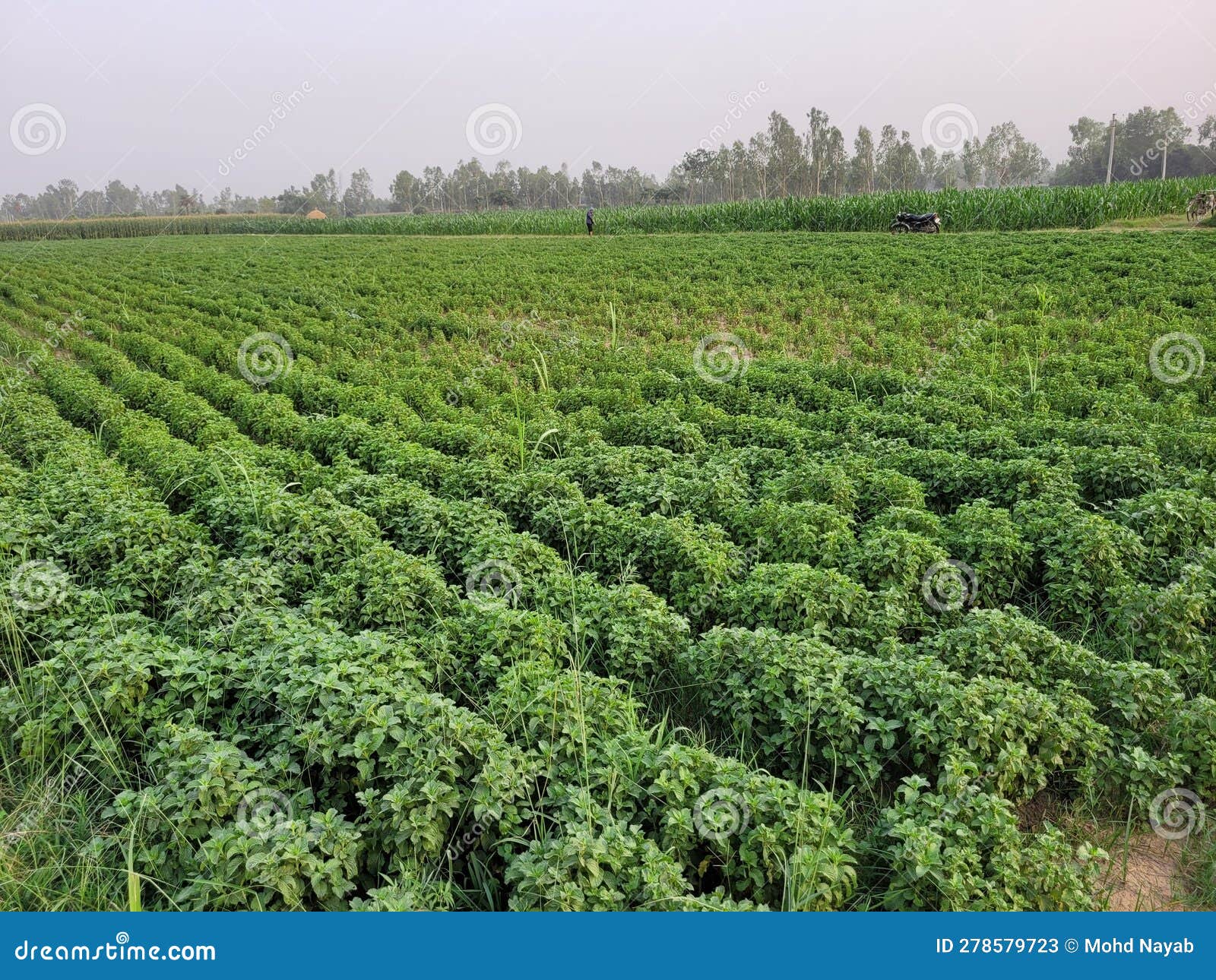 Mint leaf farm stock image. Image of mint, petal, vegetable - 278579723