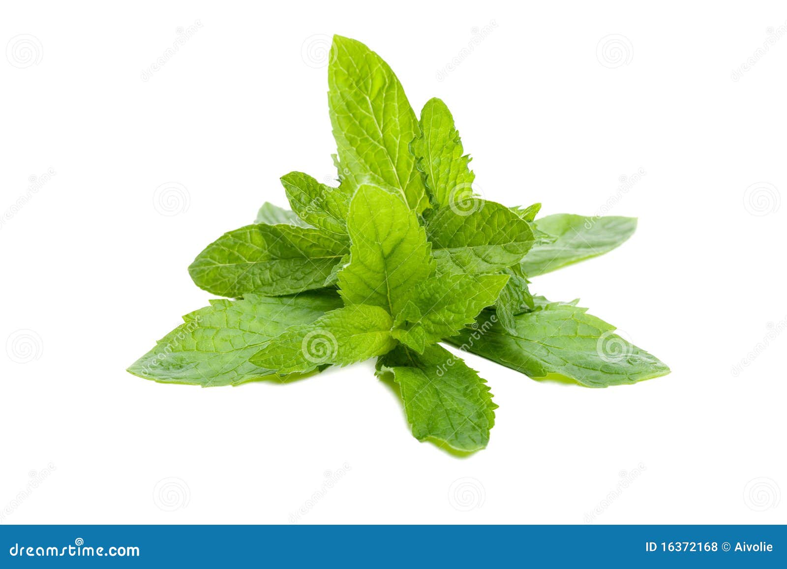 Mint leaves stock photo. Image of garnish, gardening - 16372168