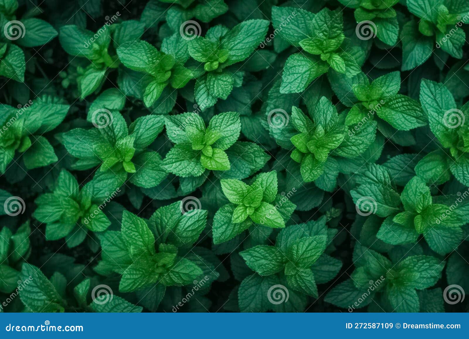 Mint Leaves Background. Green Mint Leaves Pattern Layout Design ...