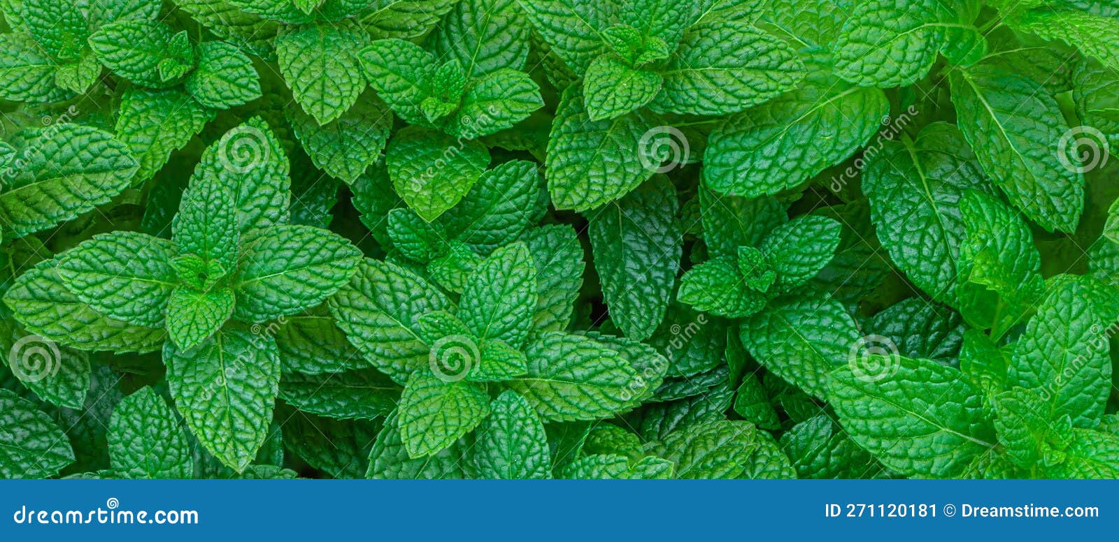 Mint Leaves Background. Green Peppermint Leaves Pattern Layout Design ...