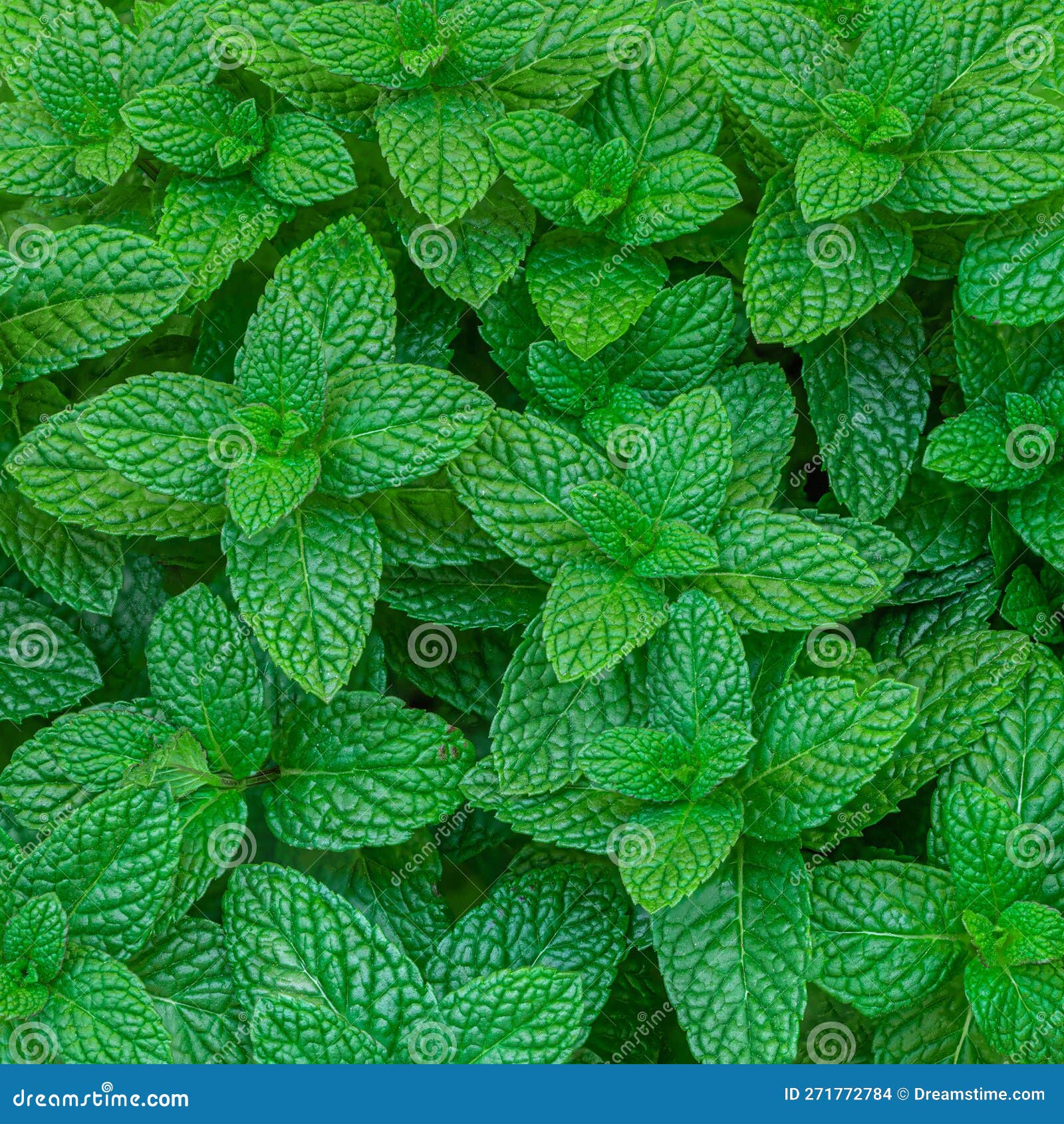 Mint Leaves Background. Green Peppermint Leaves Pattern Layout Design ...