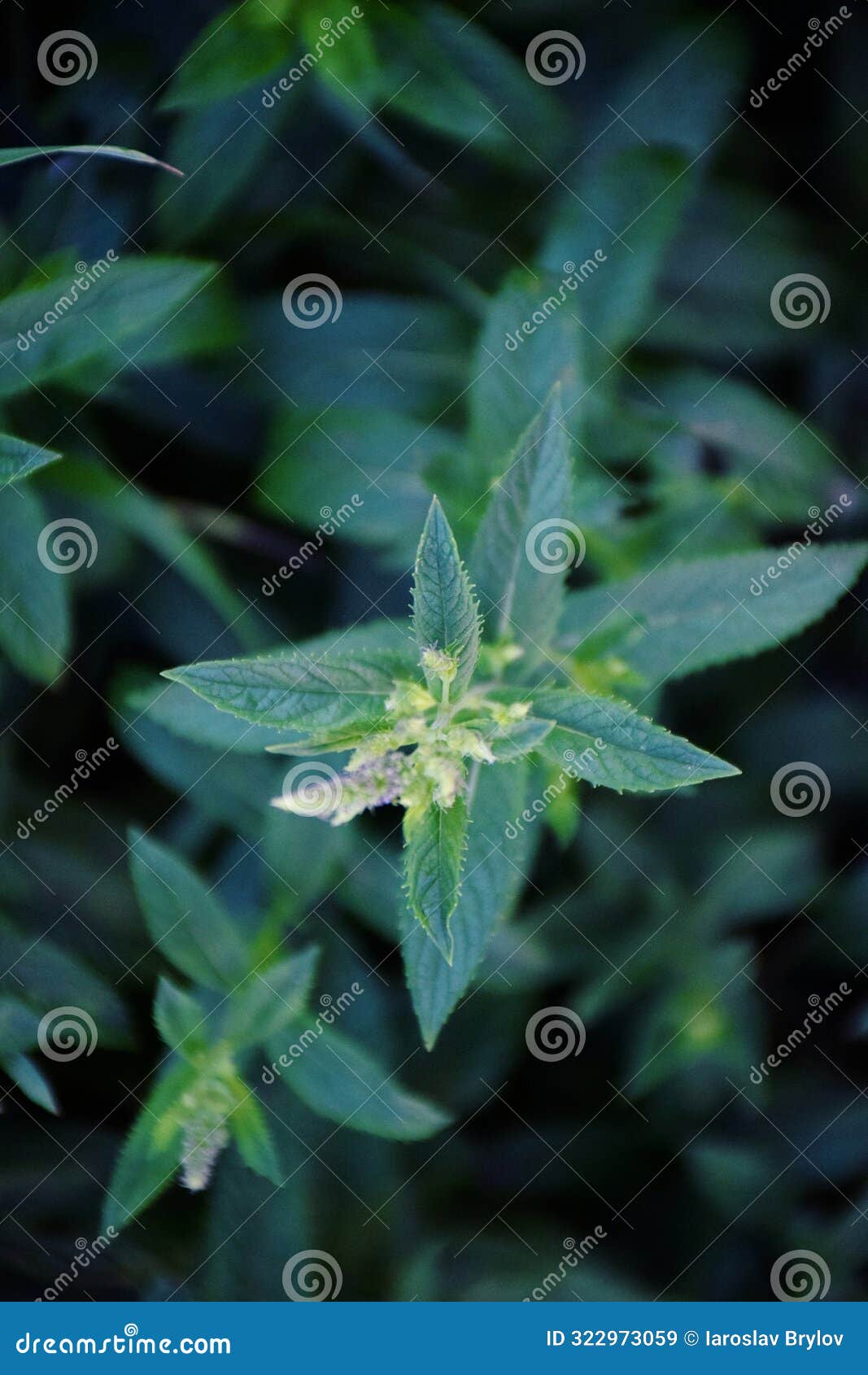 Mint Leaves Background. Green Peppermint Leaves Pattern Layout Design ...