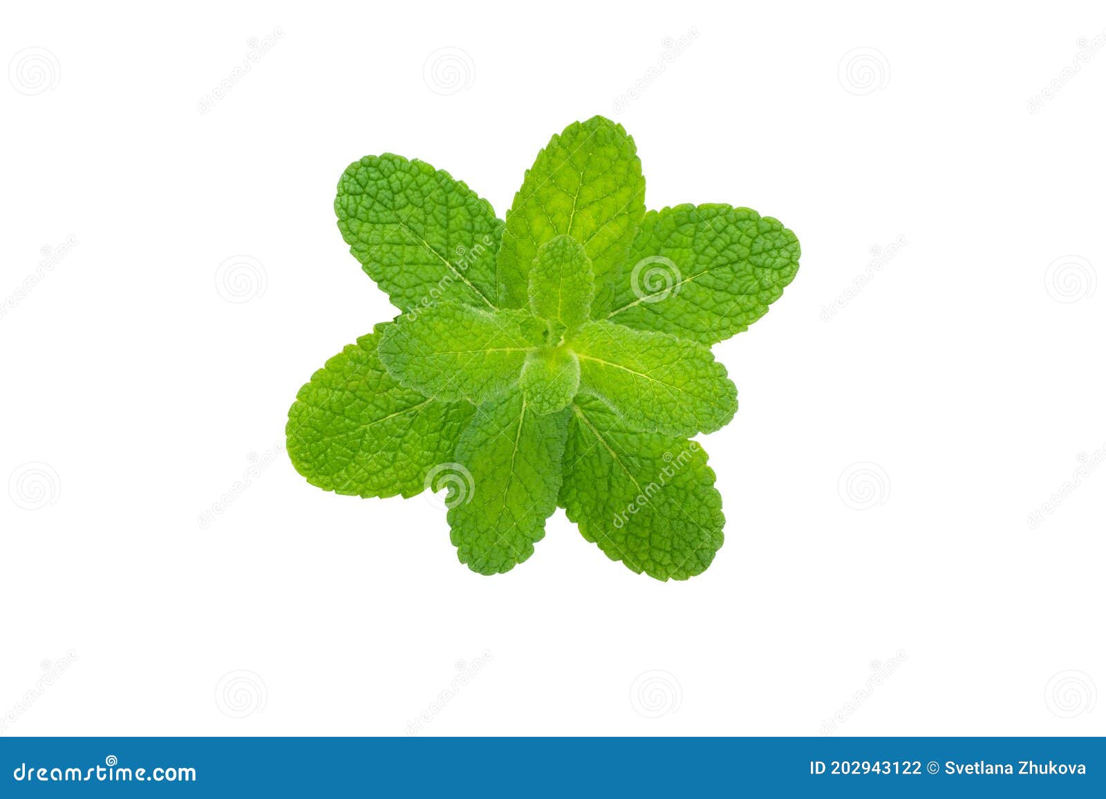 Mint Leaves Branch Isolated on White Stock Photo - Image of menthol ...