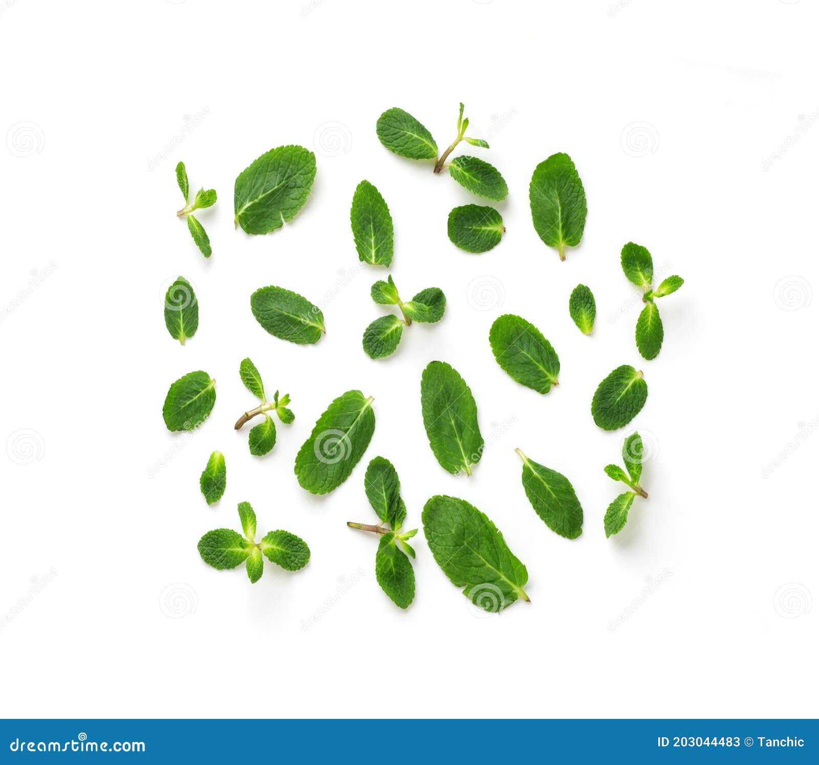 Mint Leaves in a Circle Isolated on White Stock Image - Image of detail ...