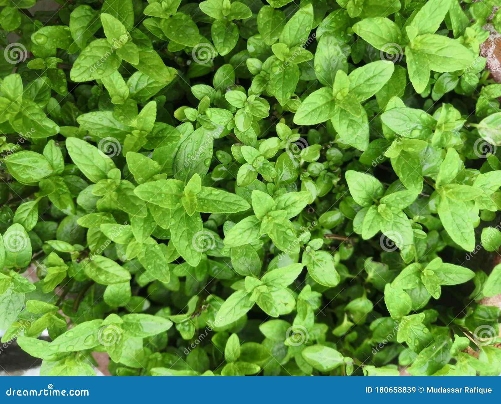 Mint leaves cluster stock image. Image of vegetable - 180658839