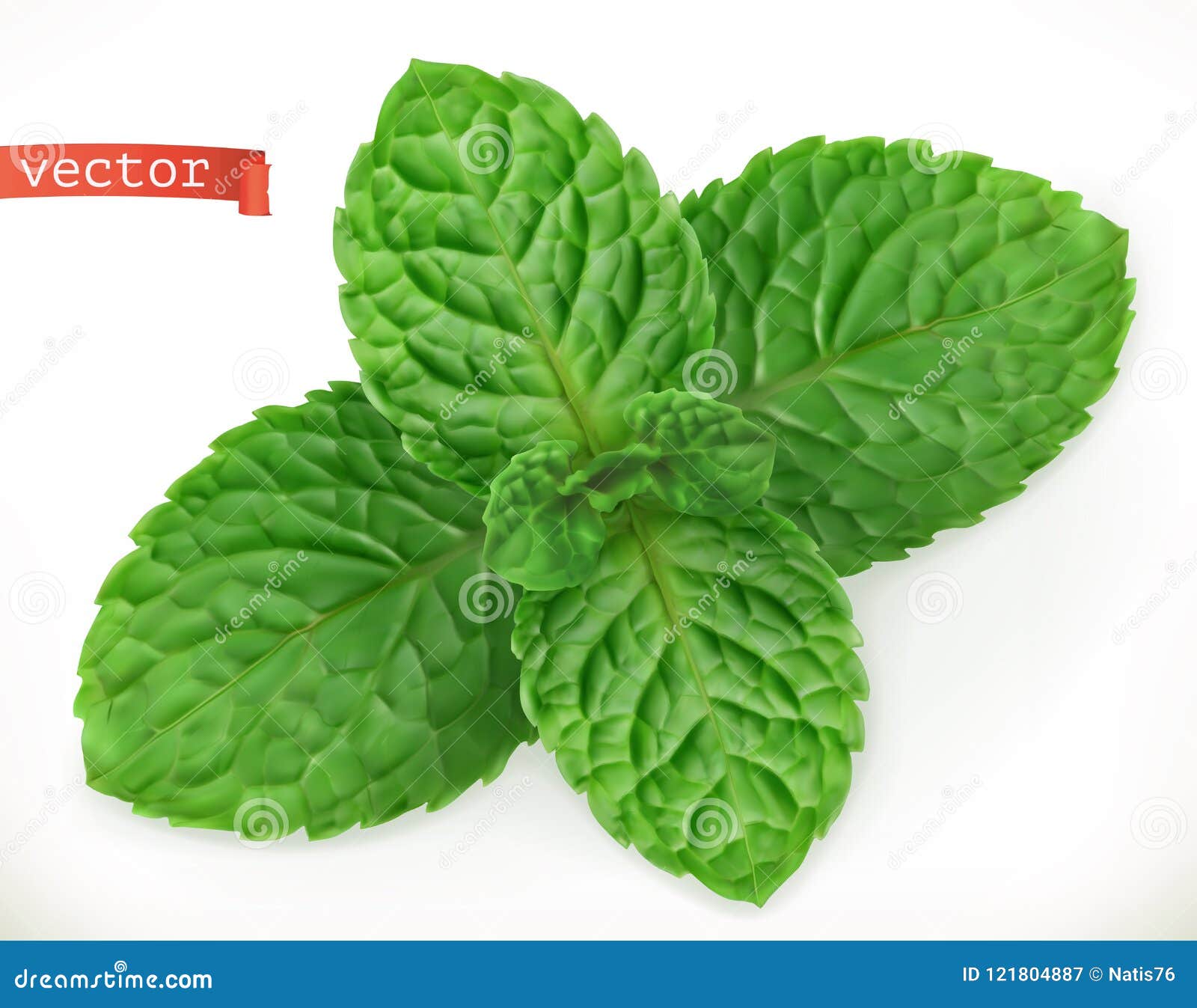 Mint Leaves 3d Realistic Vector Icon Stock Vector - Illustration of ...