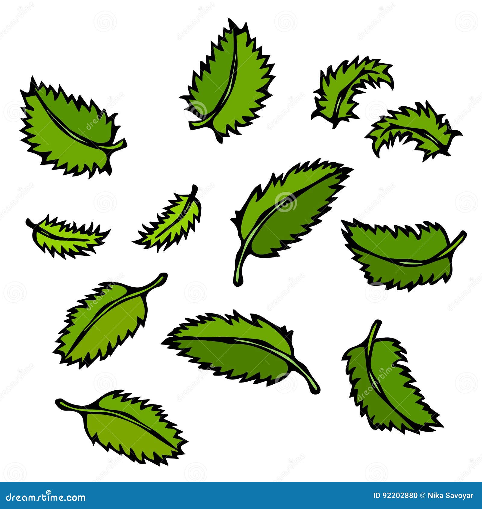 Mint Leaves. Doodle Style Vector Sketch, Isolated on White Background ...